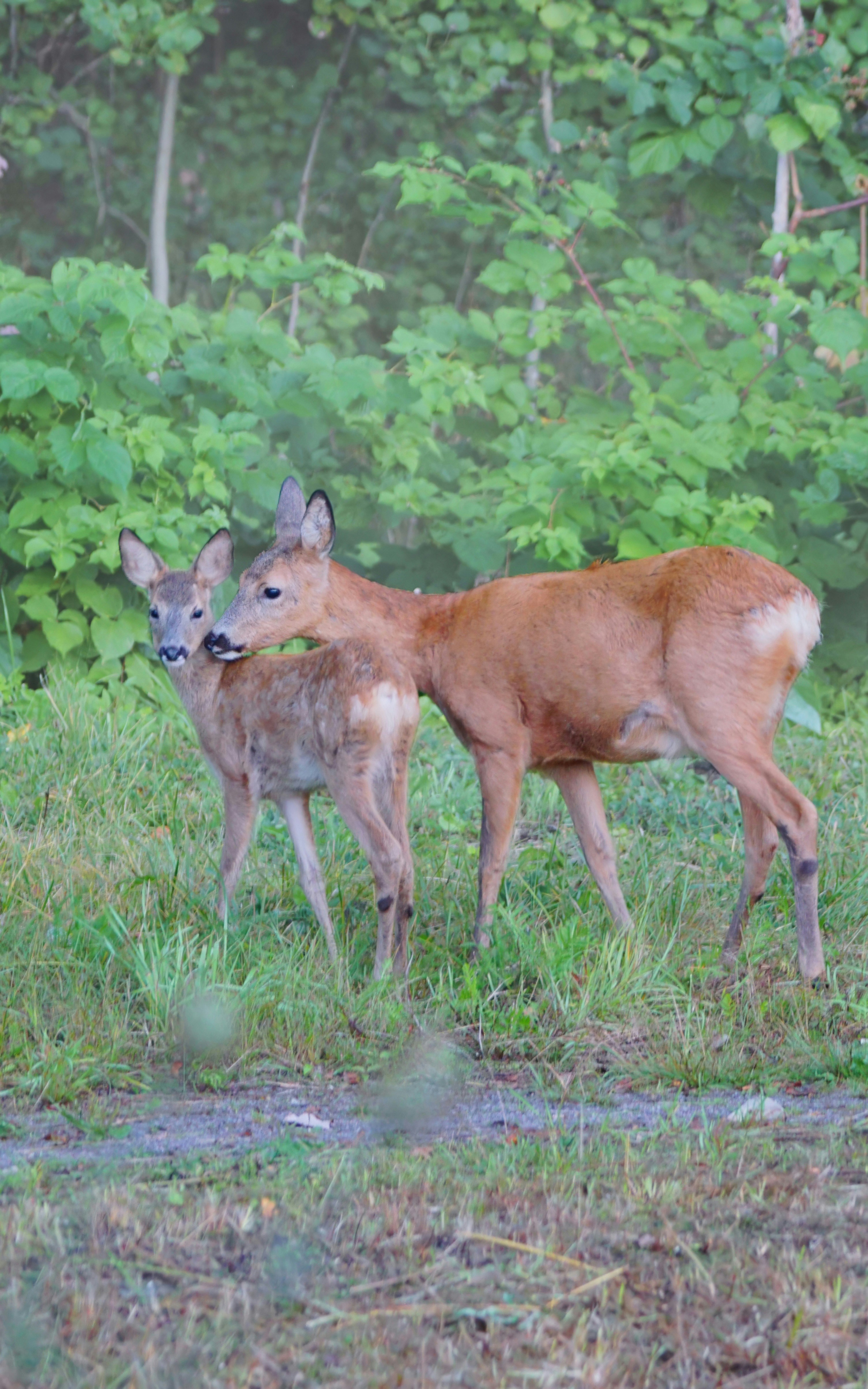 A roe deer with her fawn in the early morning haze in Helsinki, Finland.