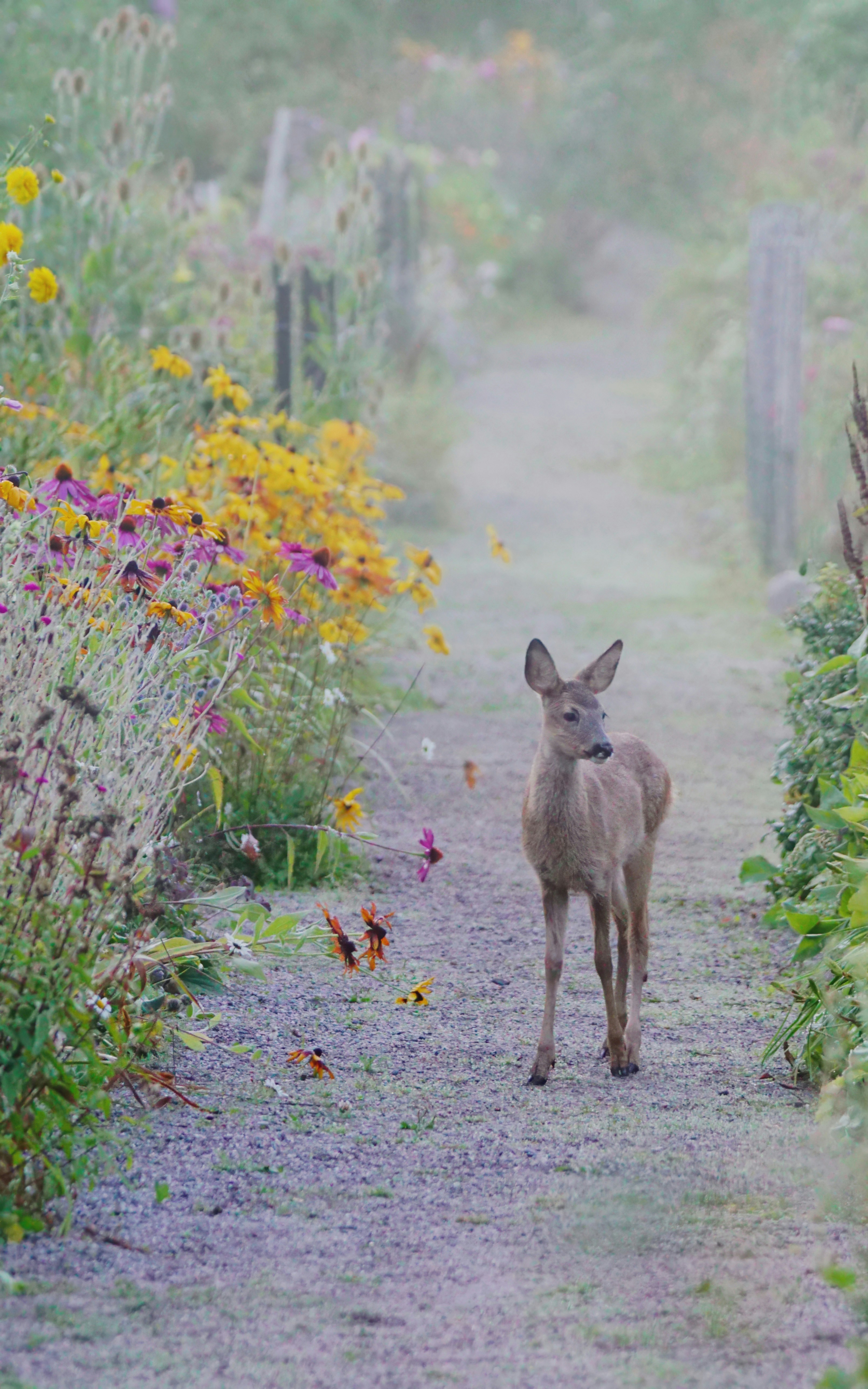 Wary visitor in a sunlit wildflower avenue
