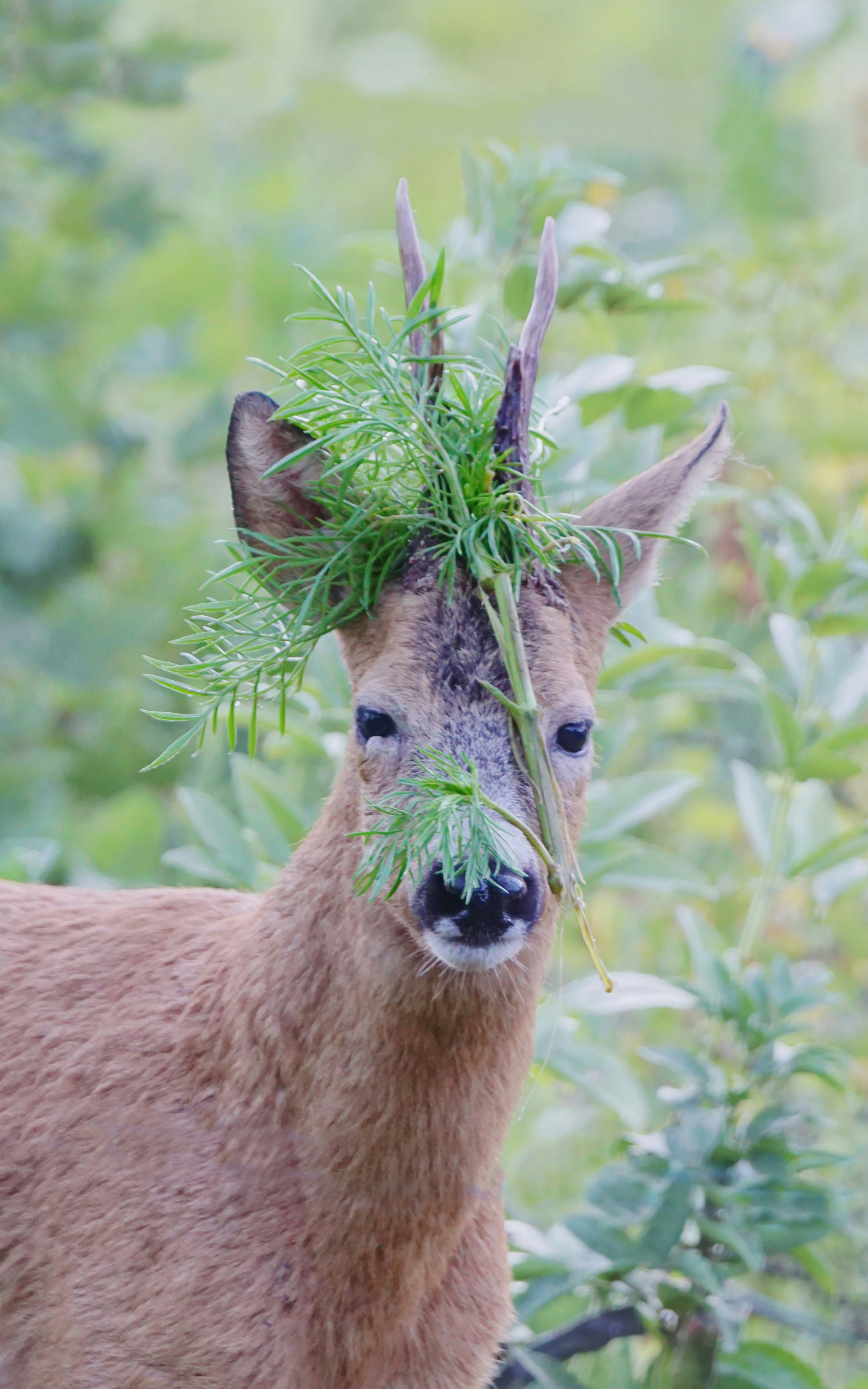 Velvet Busch Goat: Green Crown in a Quiet Meadow