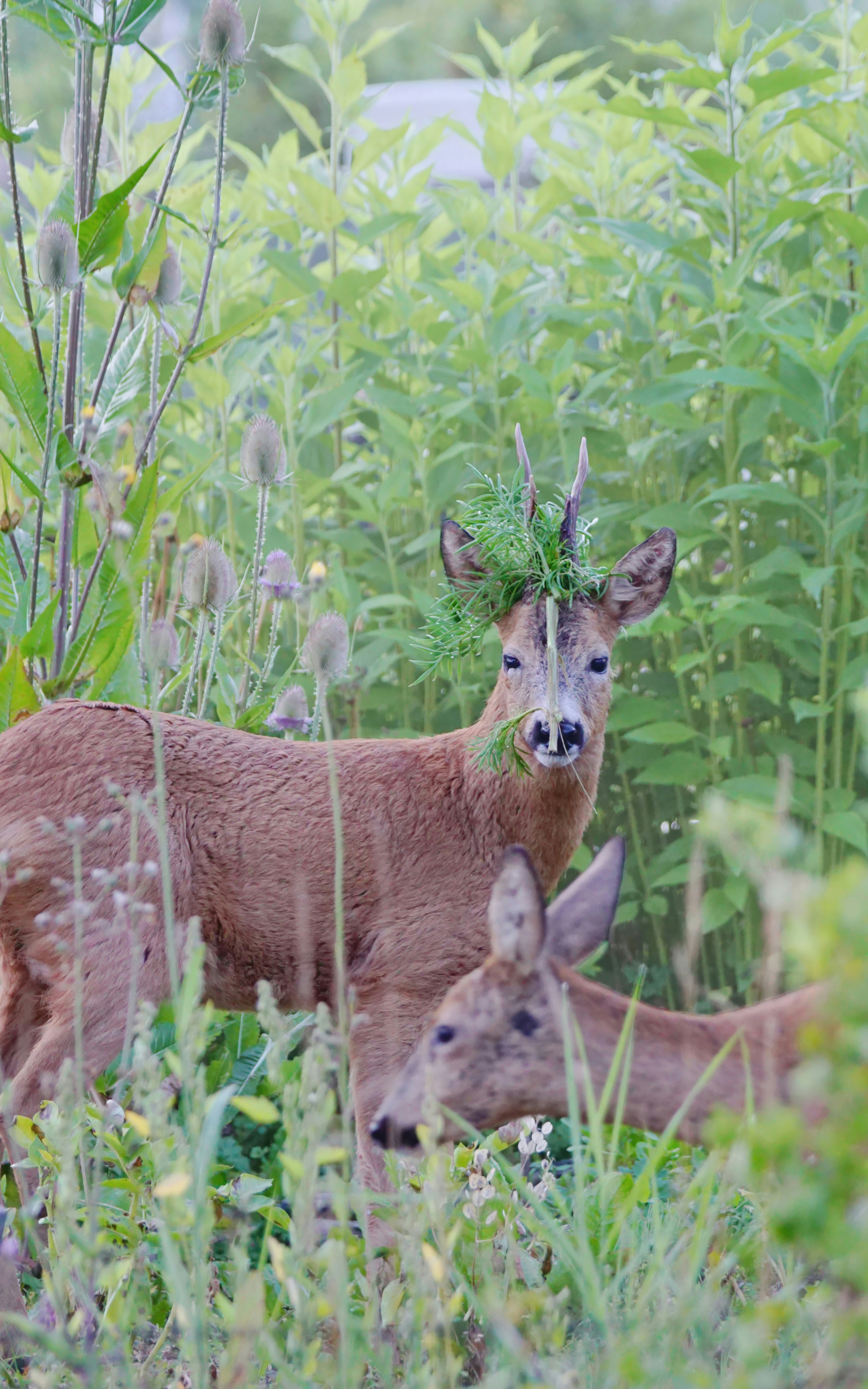 Graceful Standoff: Deer in a Sunlit Field with Green Canopy