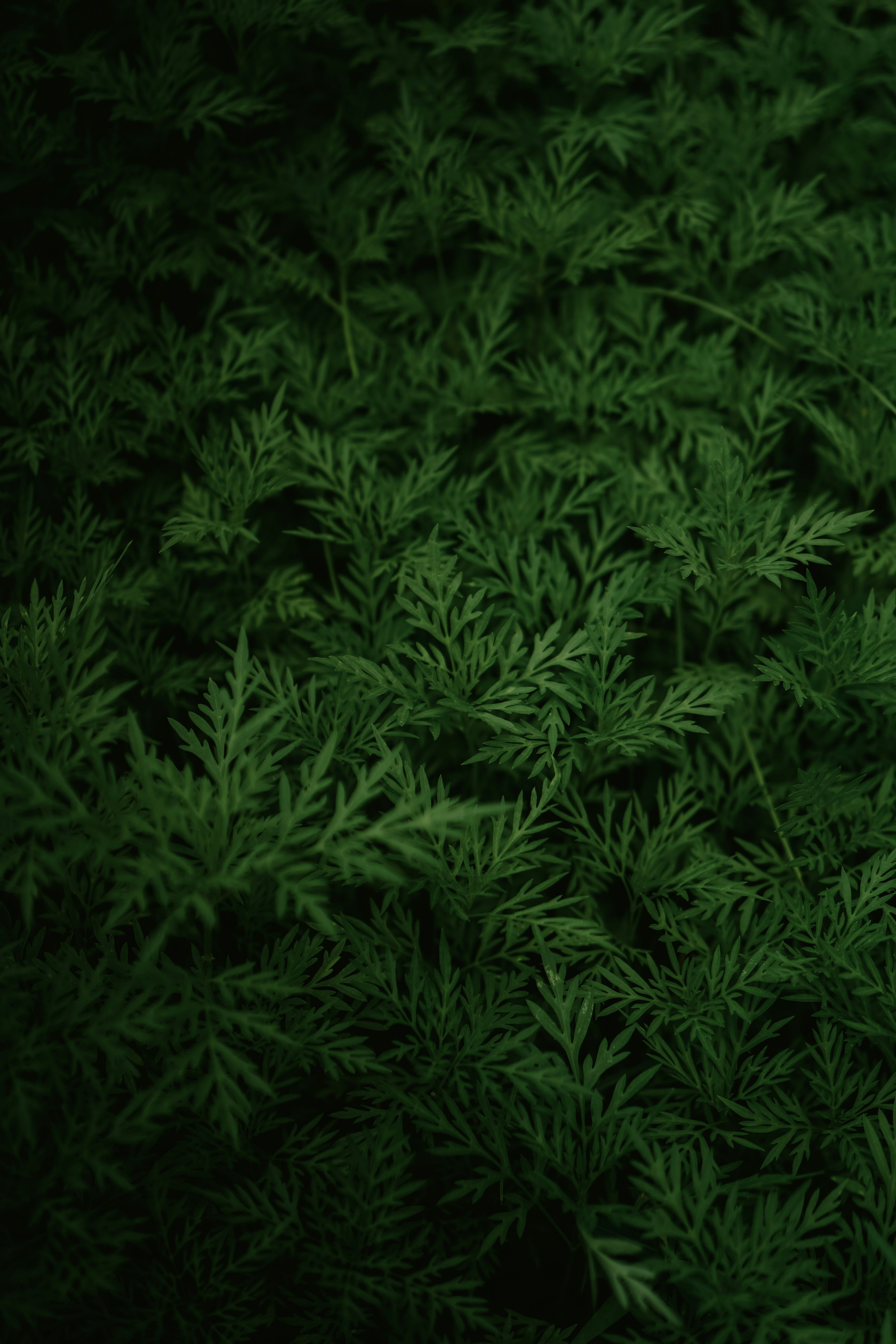 Midnight Forest Ferns: A Quiet, Veiled Canopy