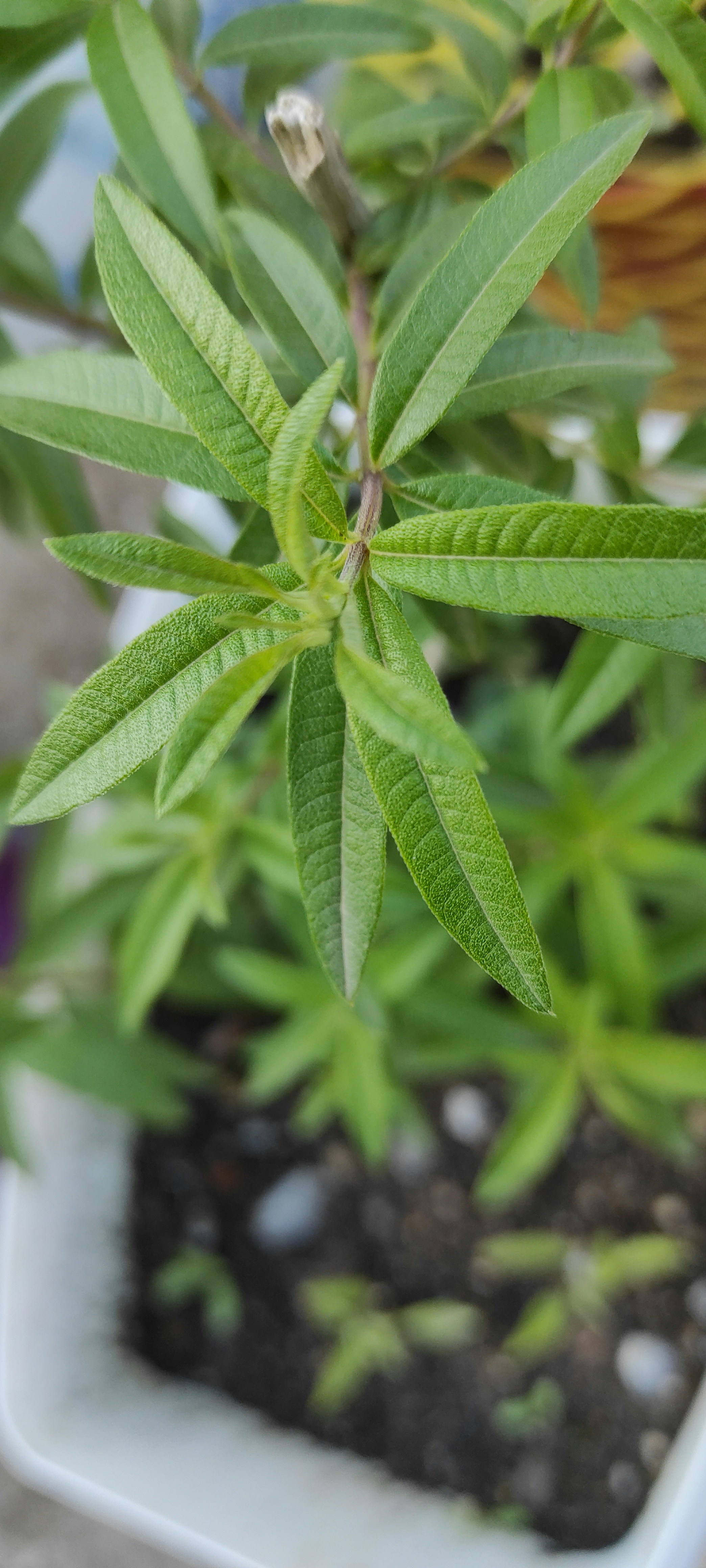 Close-up view of slender, lanceolate green leaves with fine venation in a planter, highlighting a herb plant with soft focus background. (This is a plant photograph.)