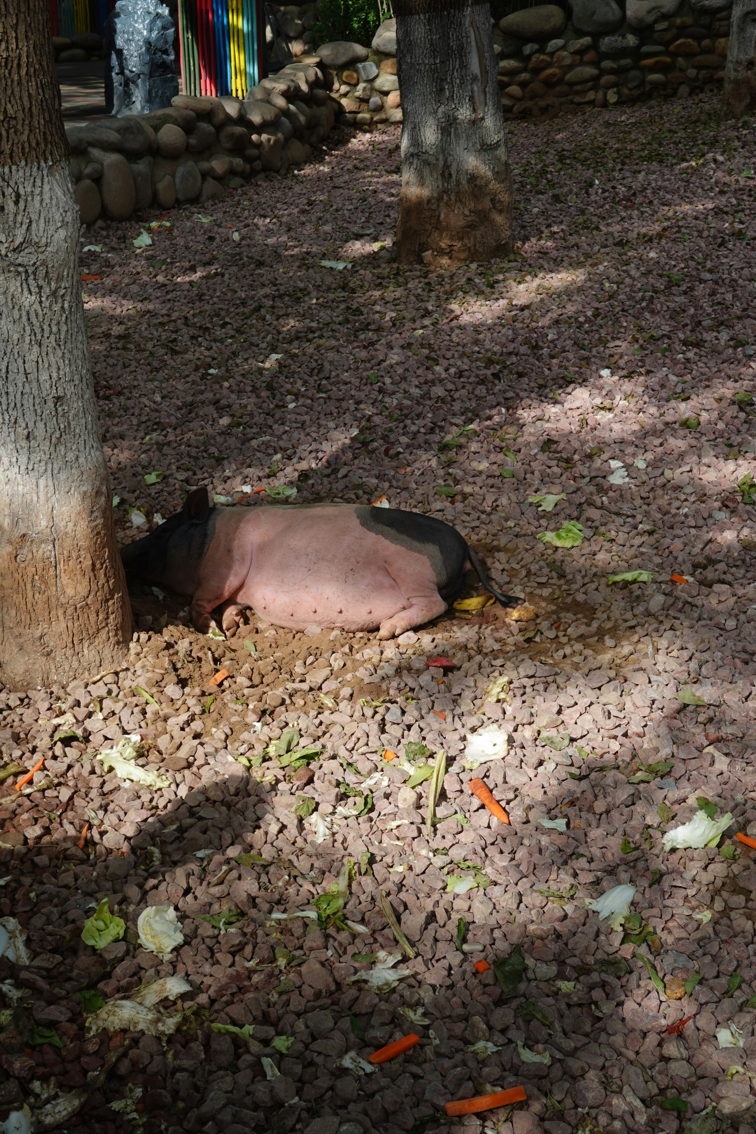 Sunlit ground cover and a sleeping pig nestled between trees in a small, shaded yard; a calm scene with scattered leaves and stone mulch.