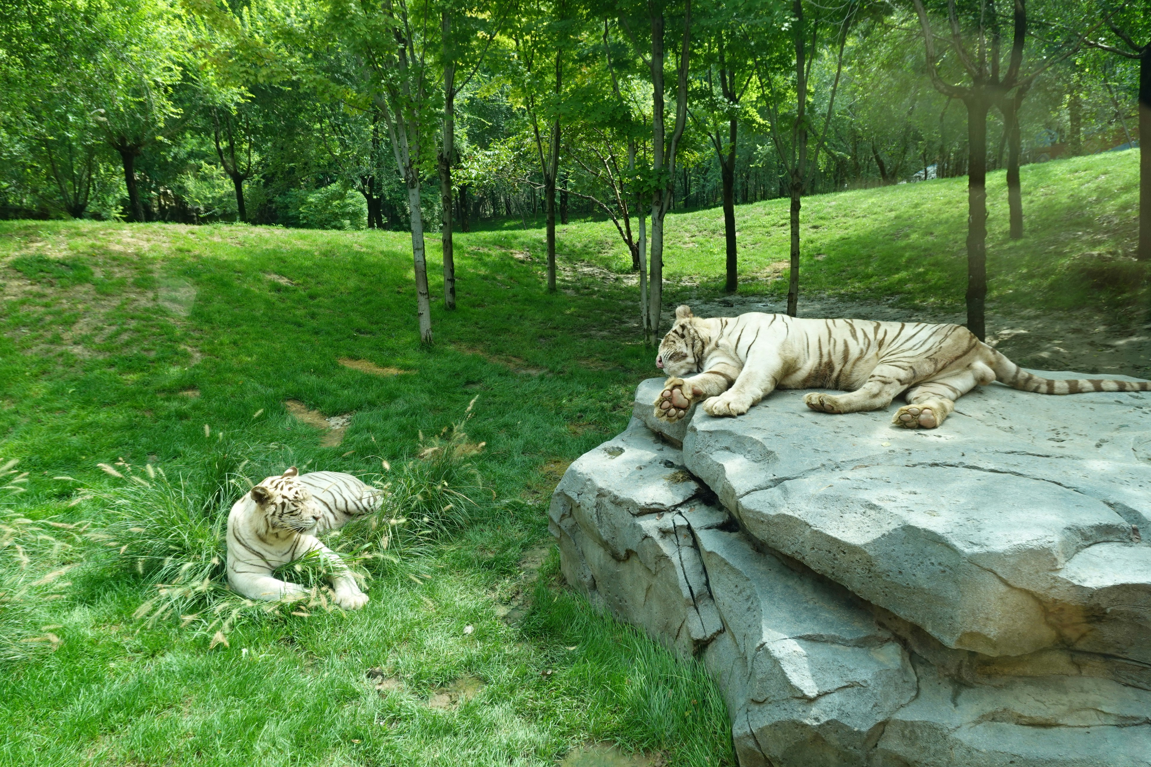Two white tigers rest in a sunlit park with a grassy slope and a large rock formation, one lounging on the grass and the other atop the rock, conveying a peaceful, natural habitat vibe.