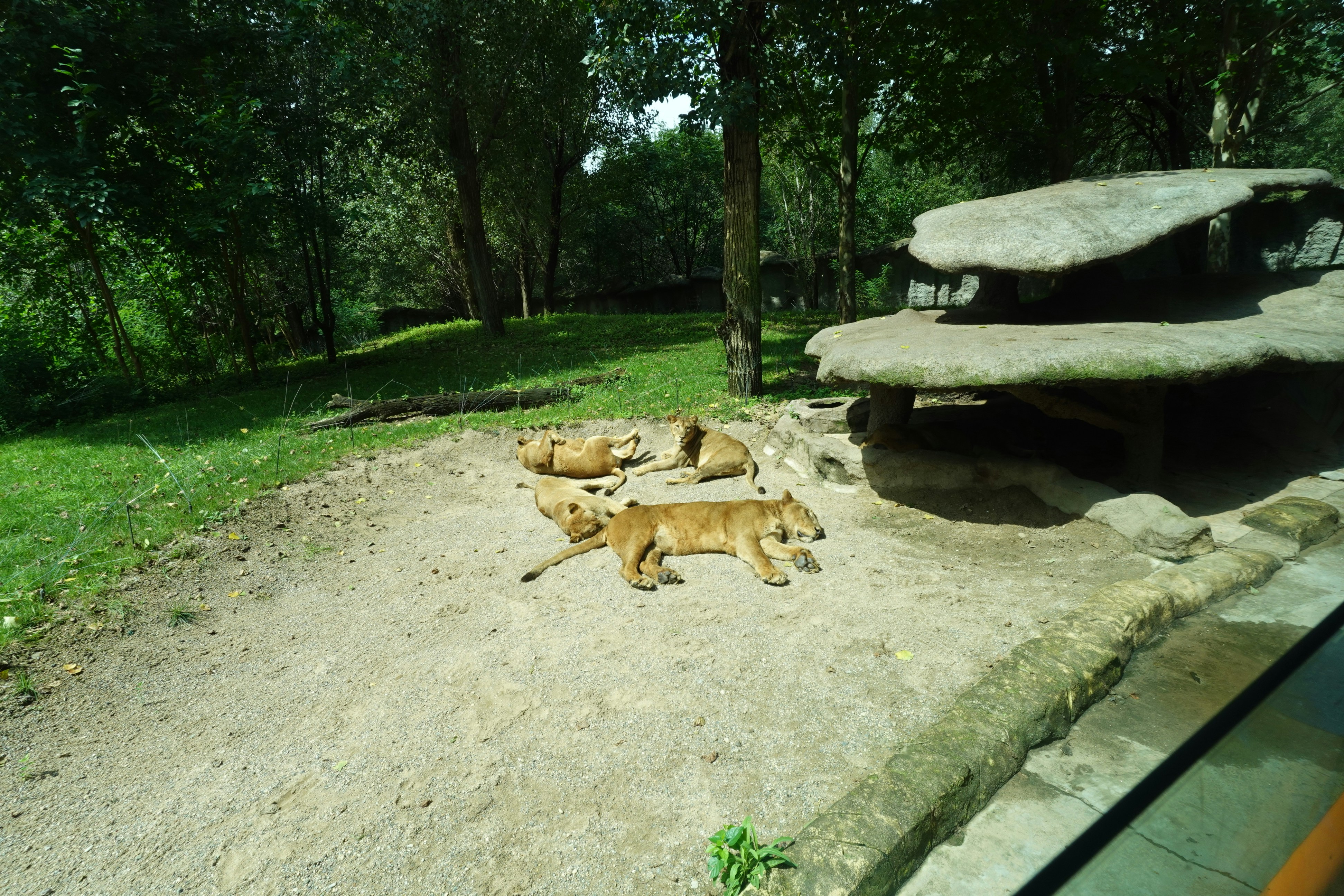 Small group of lions lounging on a dusty enclosure with rock formation and surrounding greenery, captured from a window view.