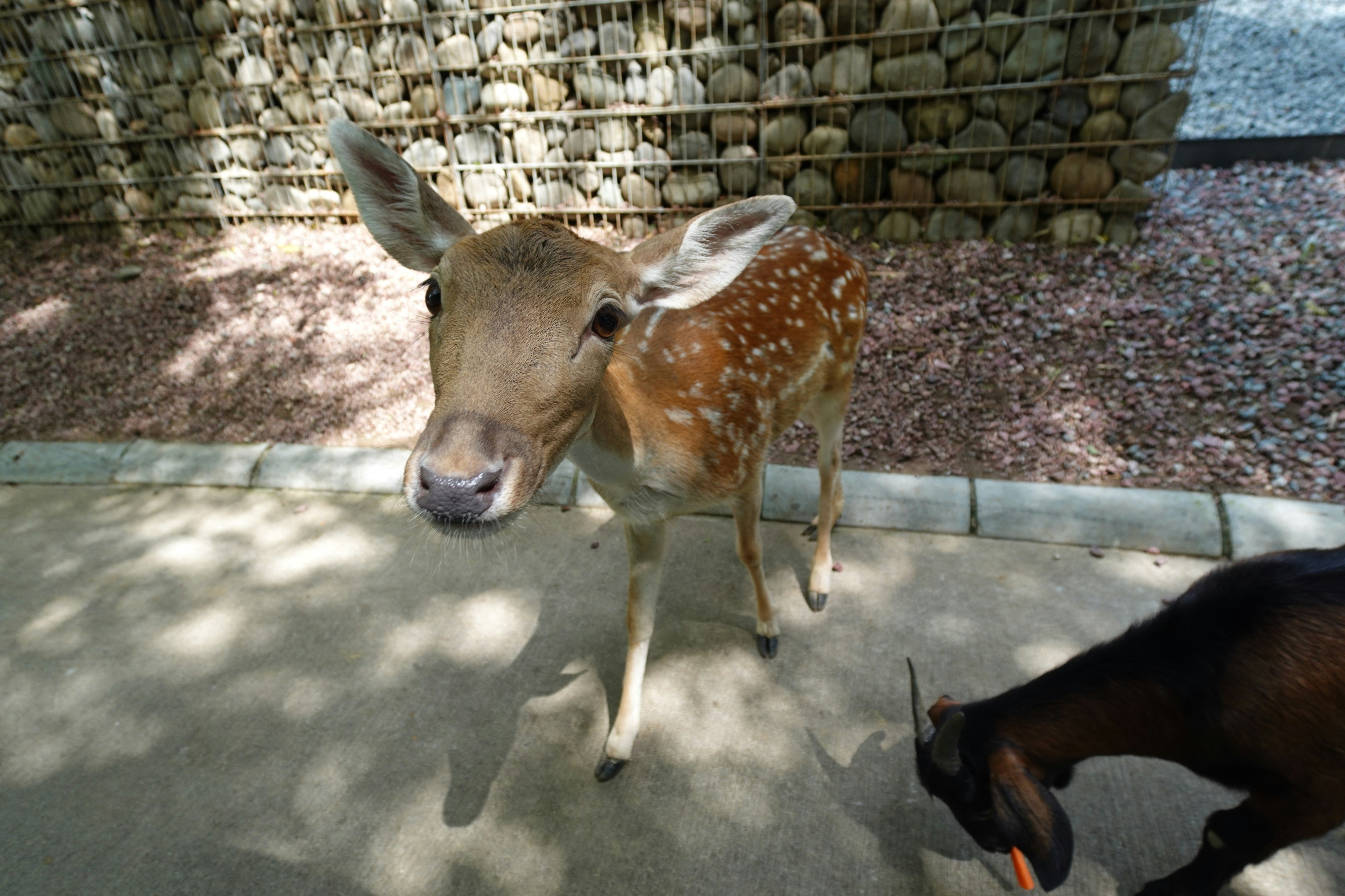 Curious Fawn at the Park’s Edge