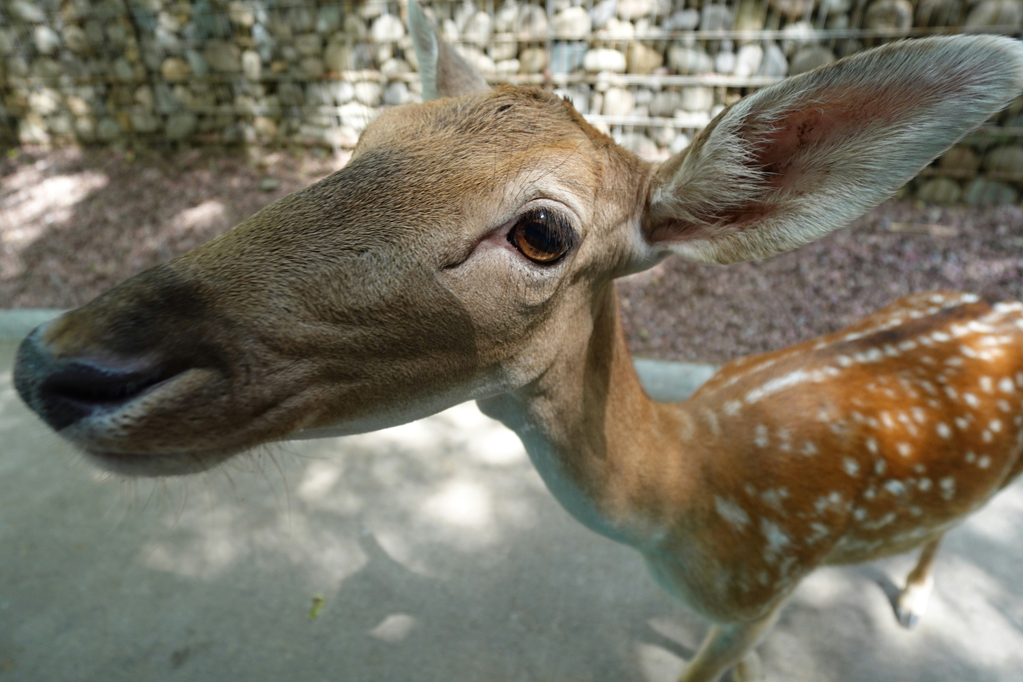 Close-Up of a Gentle Deer Nuzzling Light and Shade