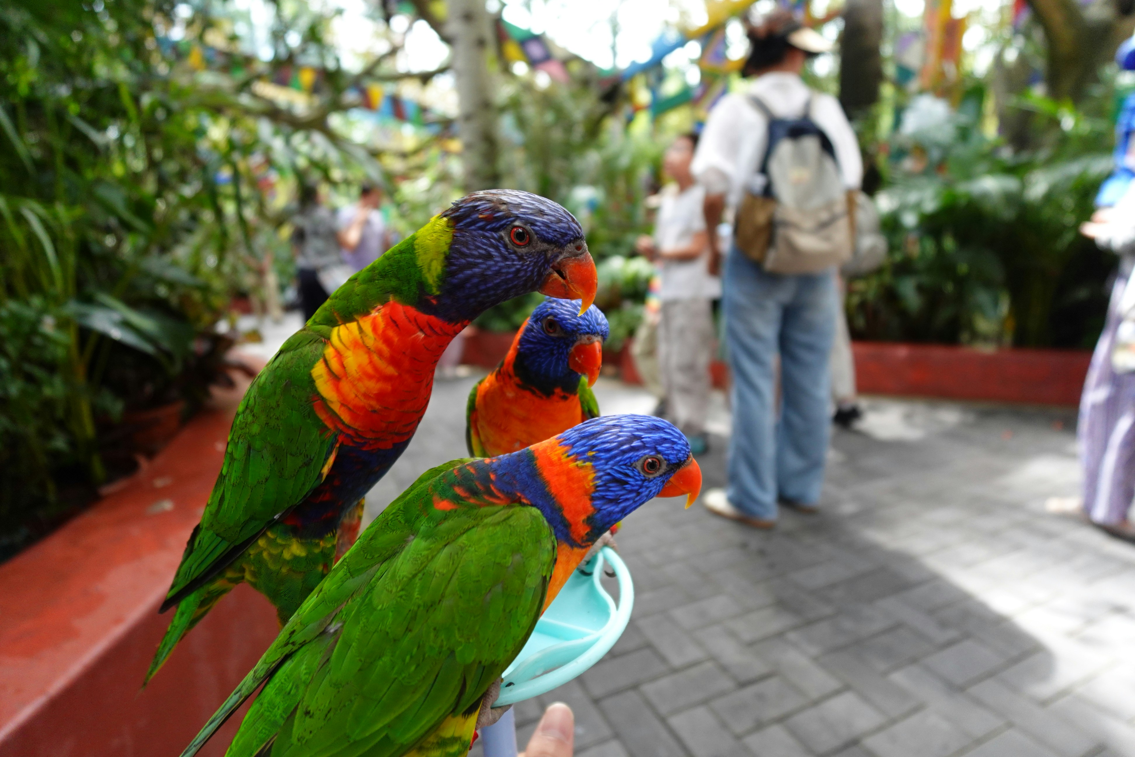 Three lorikeets, green with bright orange and blue plumage, perch on a feeding cup in a lush garden while blurred visitors move in the background.