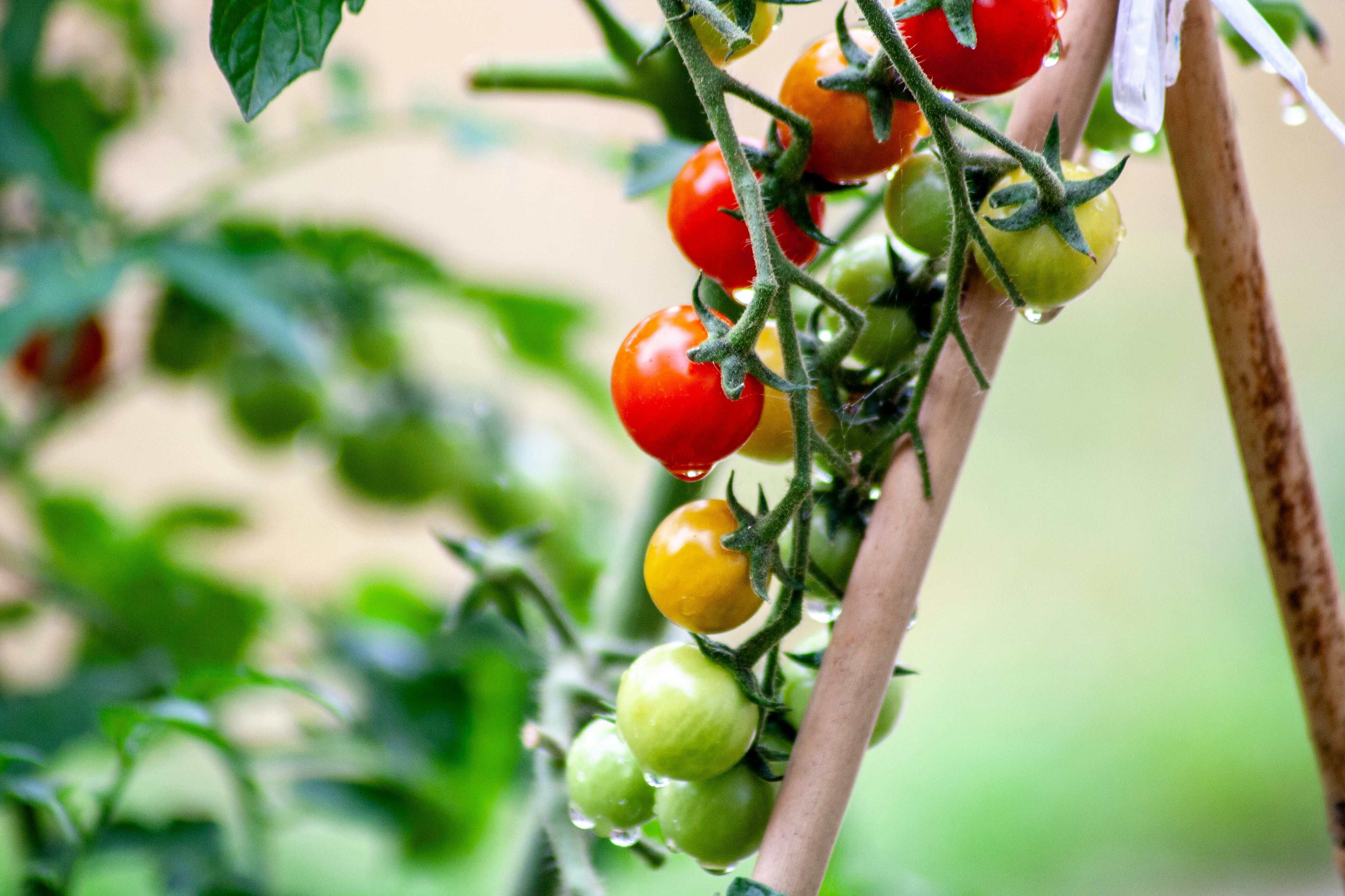 Vine-Ripened Tomatoes in Focus on a Garden Trellis