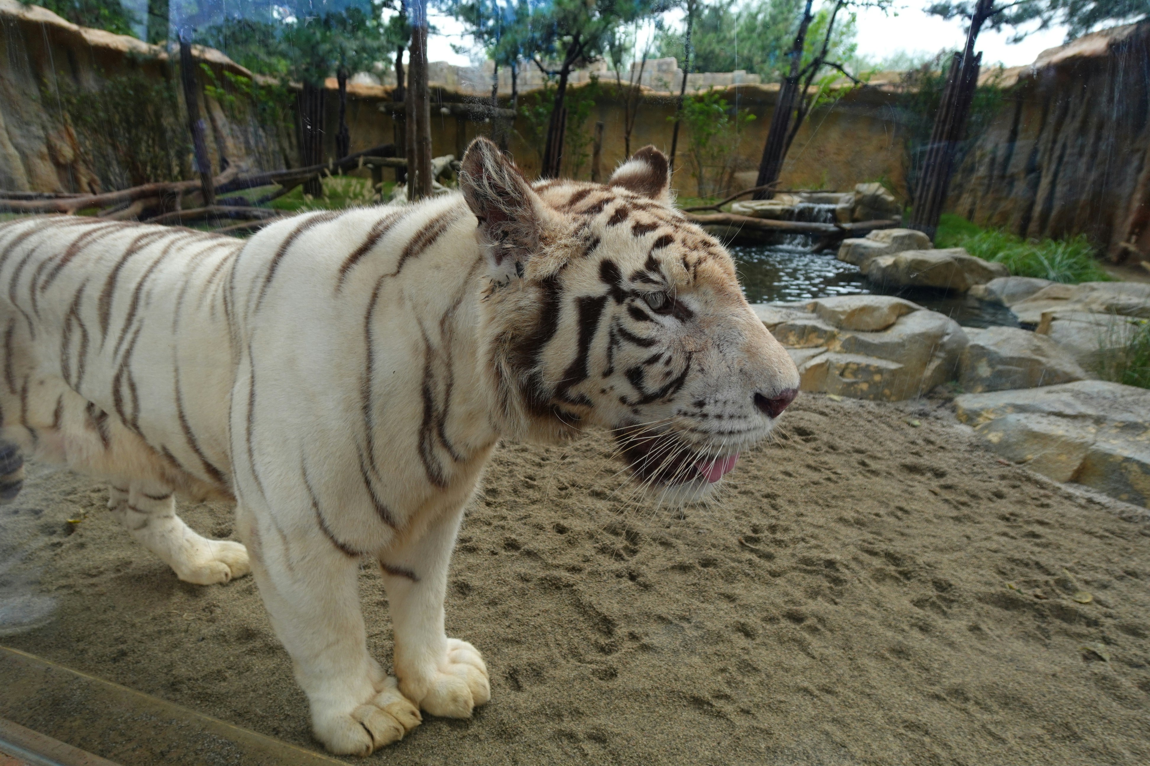 White tiger stands on sandy enclosure near a shallow pool with rocks in the background.