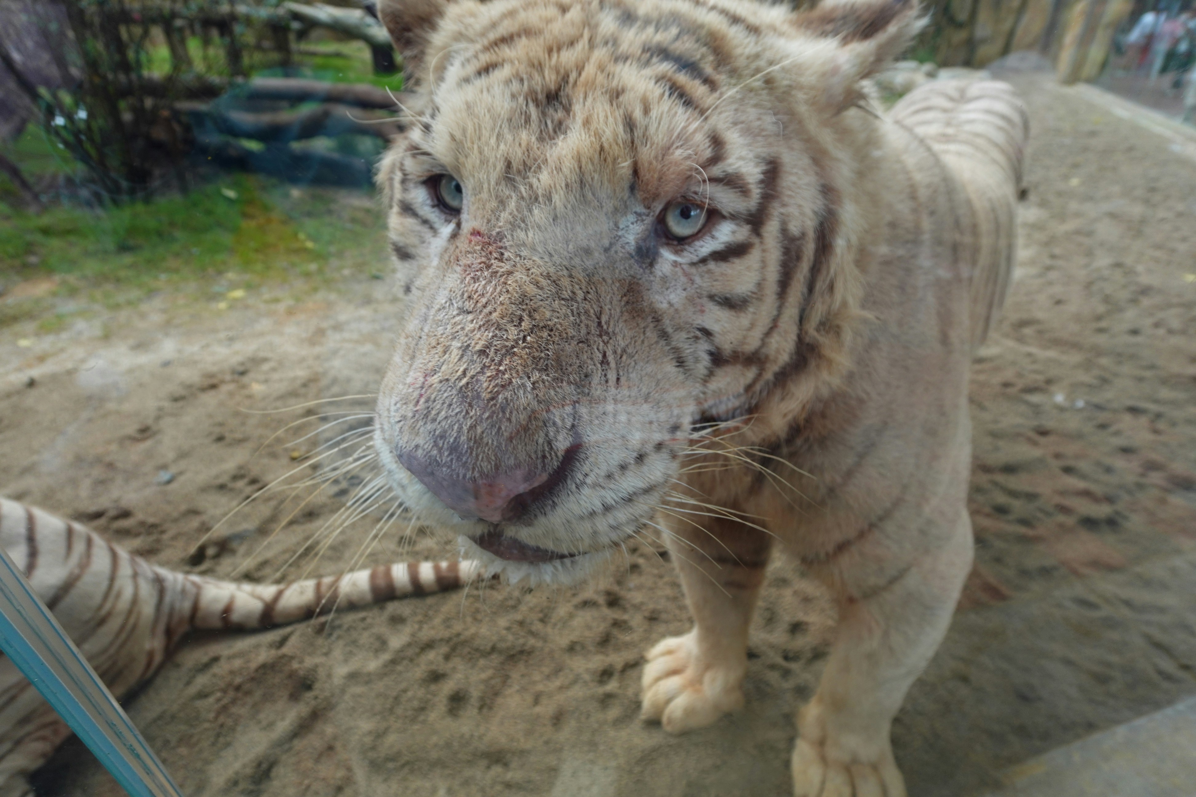 Close-up of a tiger cub leaning toward the camera through a glass barrier in a sandy enclosure. The face and eyes are the focal point, with the background suggesting a zoo exhibit.