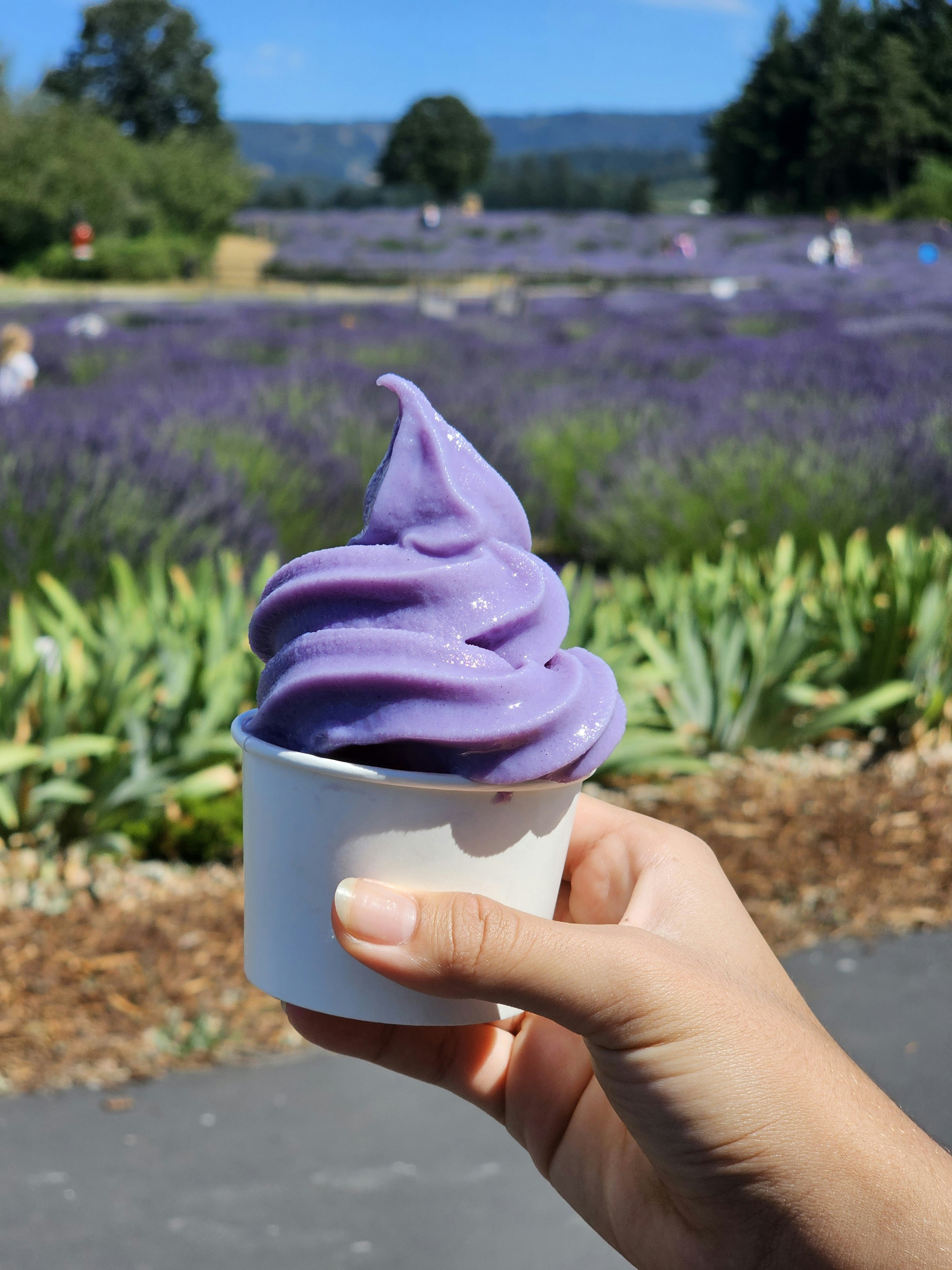 Purple Ice Cream in Focus: Handheld Treat with Lavender Field Backdrop