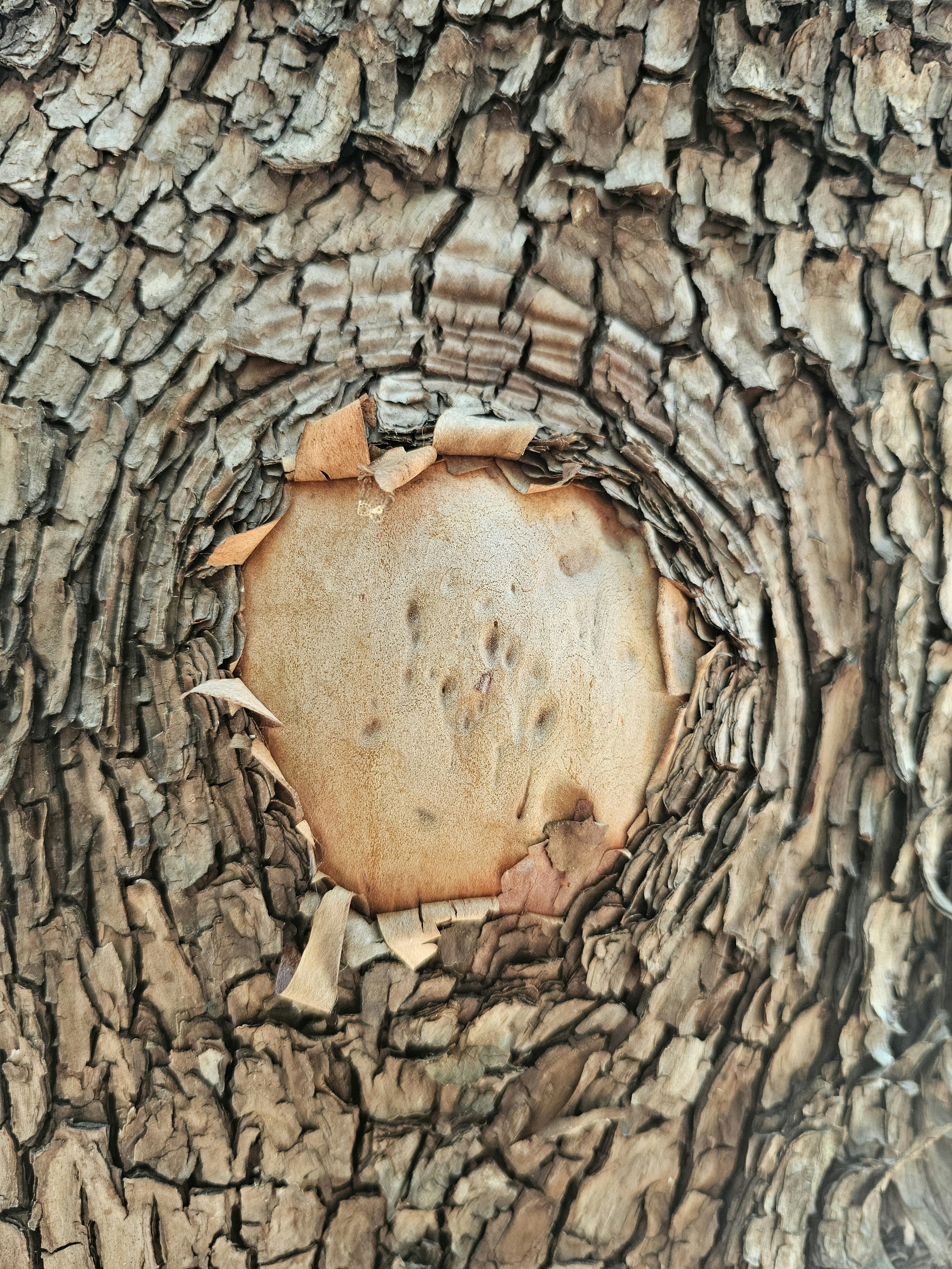 A Ring of Bark: Centered Knot Reveals a Quiet Core