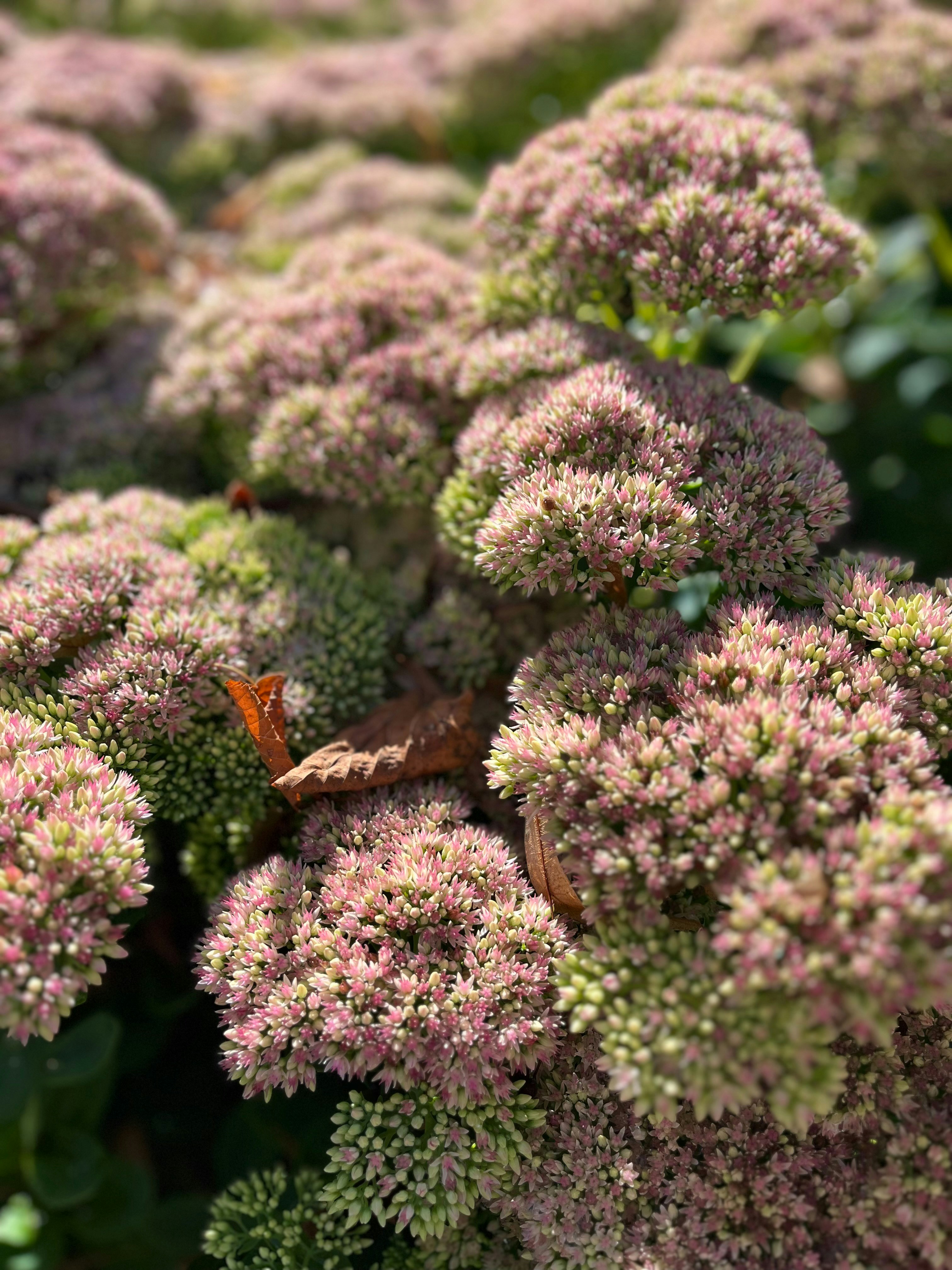 Soft Pink Tangle: a blanket of flower heads with a fallen leaf as a quiet contrast