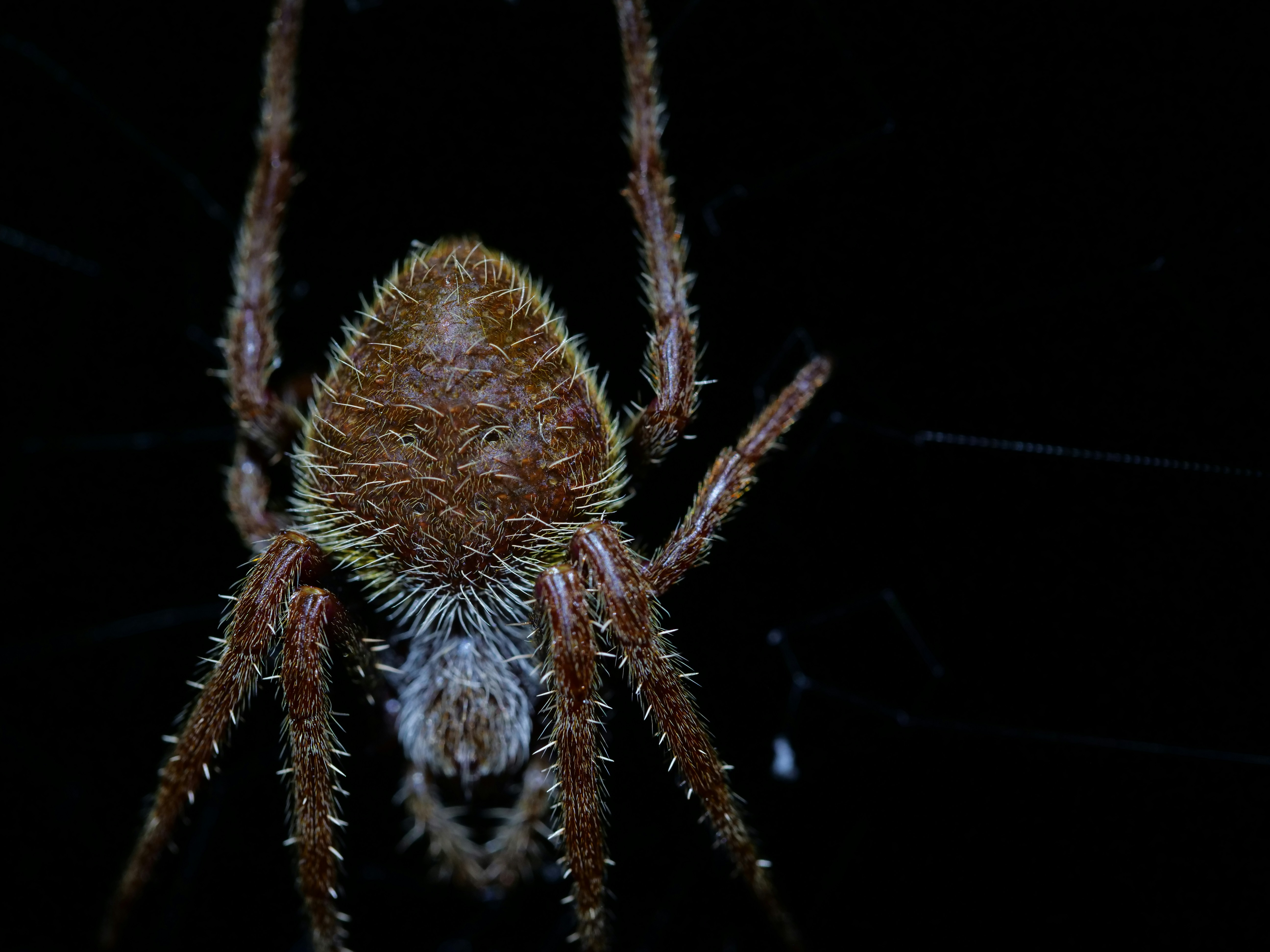 Moonlit Hair: a close-up on a spiny orb-weaver's face