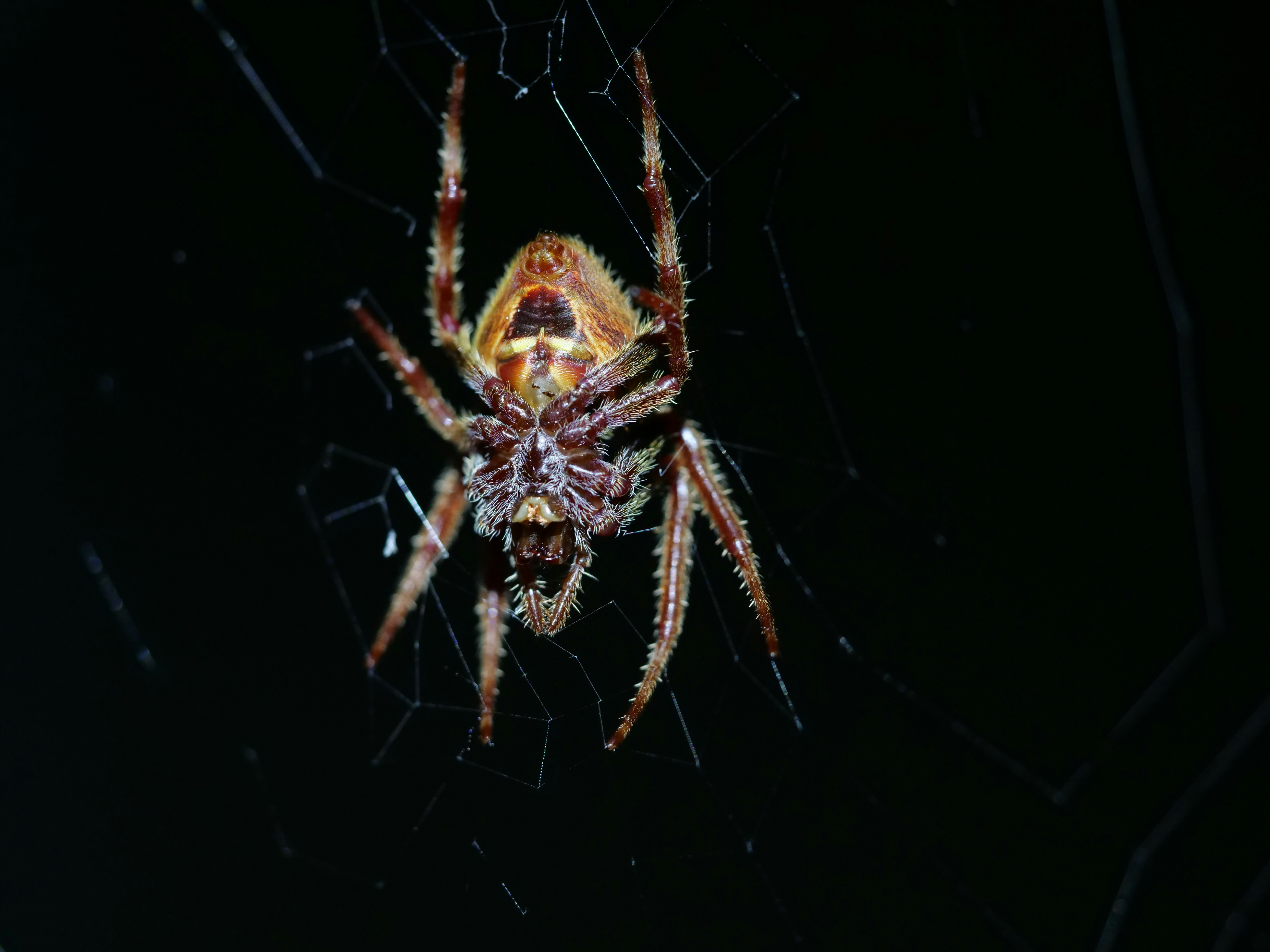 Went to get something out of my shed around midnight and thankfully I had brought a flashlight specifically to avoid a physical encounter with this scary looking critter. It’s cool to take photos of them but I definitely don’t want one on me! Orb Weavers come out at night and pick up their web and hide during the day. This was taken in Miami Florida.