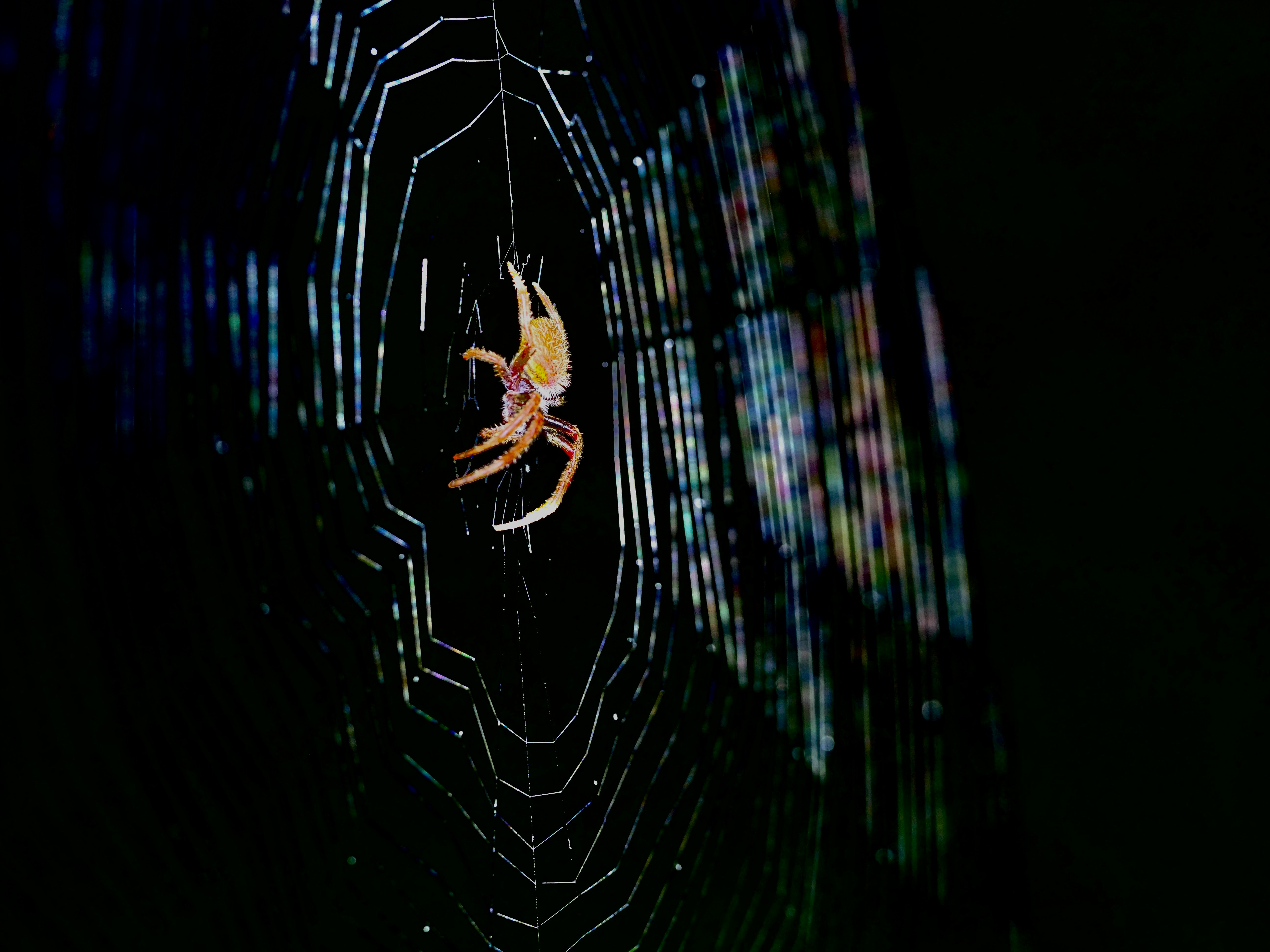 Silken Architect in the Night: A Spider Between Light and Web