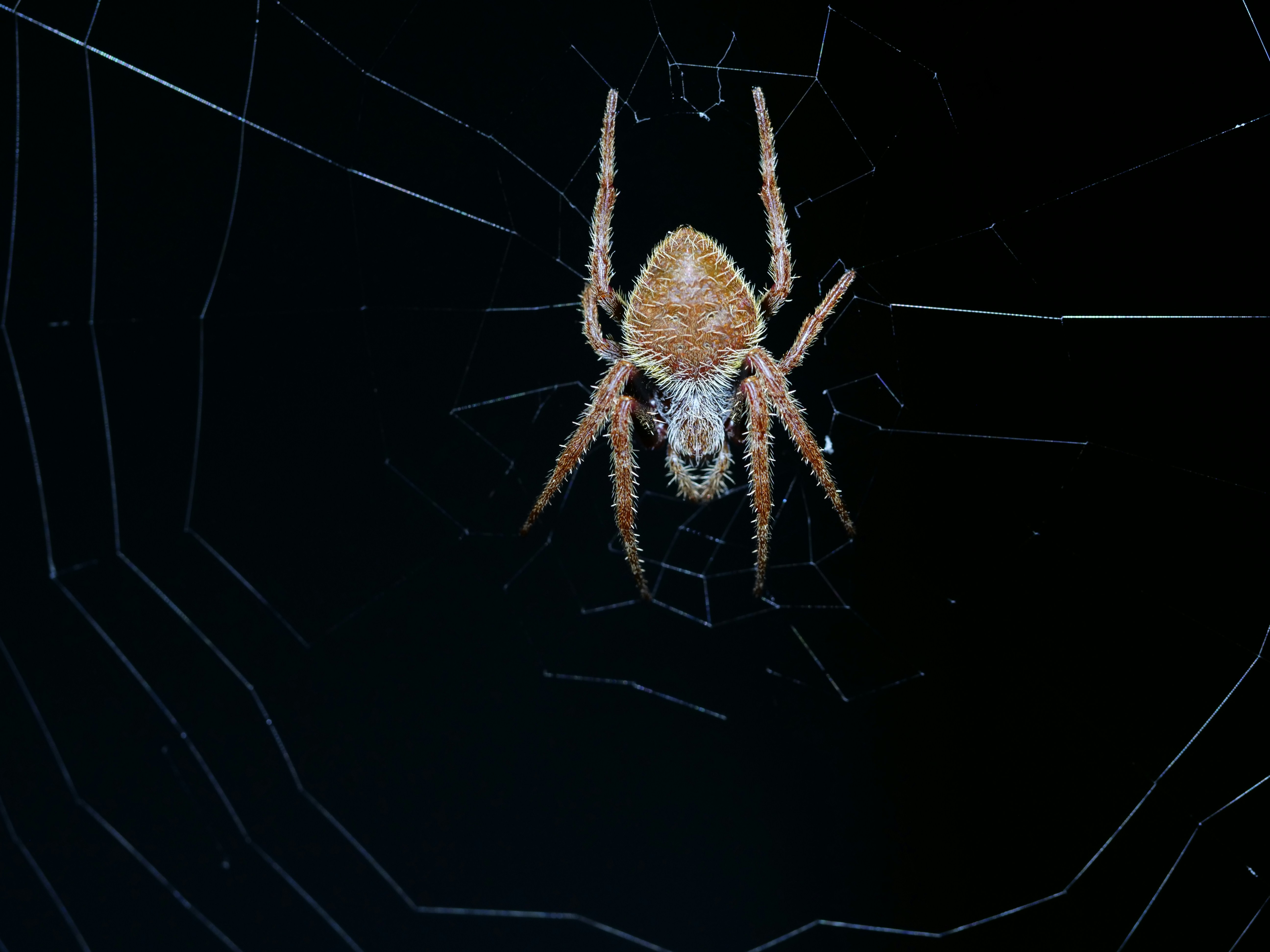 Dark-night close-up of a spider centered in its delicate web, the arachnid highlighted against a black backdrop, illustrating fine silk结构 and the predator at rest. Logo-like simplicity accentuates the subject.