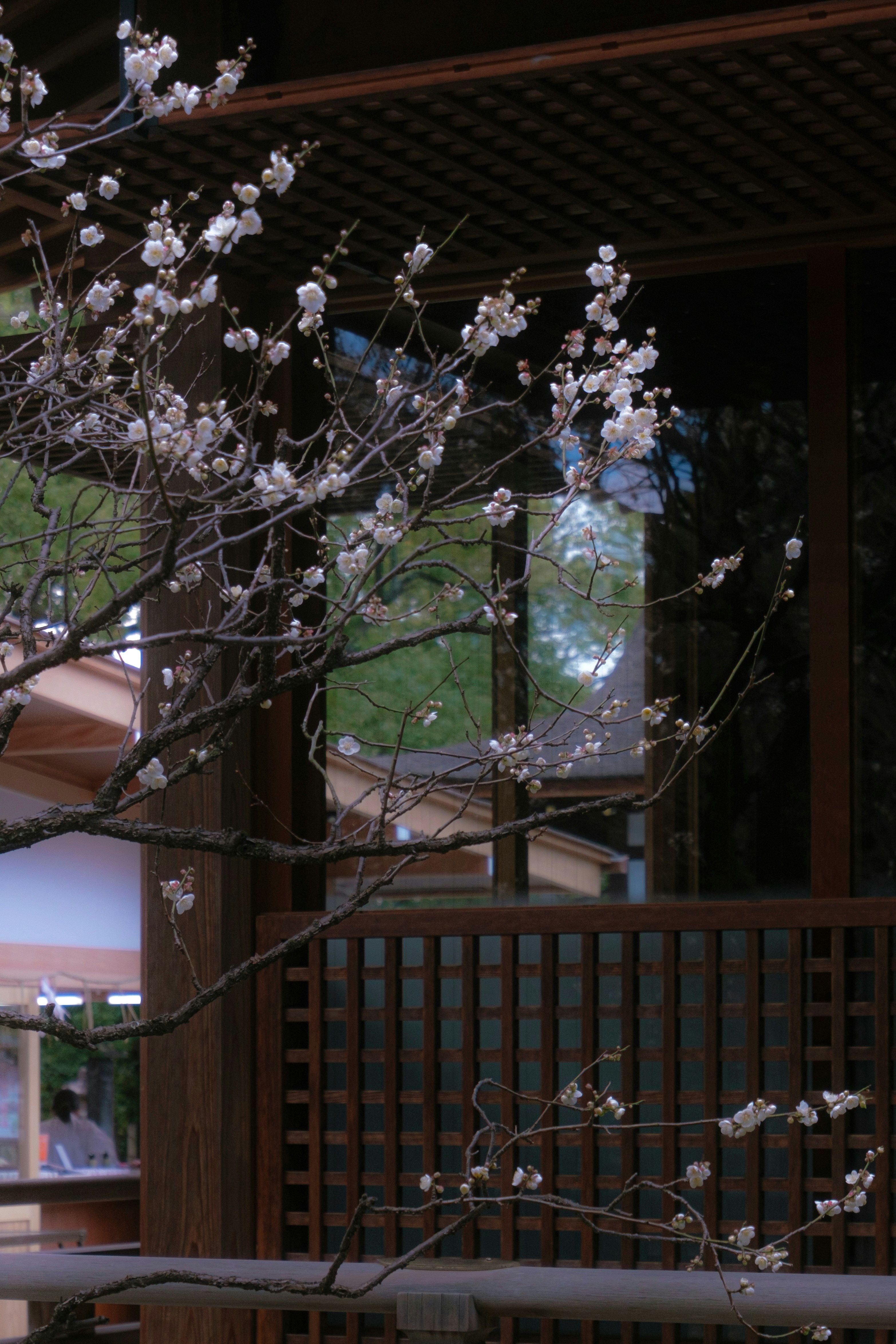 Blossoms Over Wooden Lattice at a Quiet Shrine
