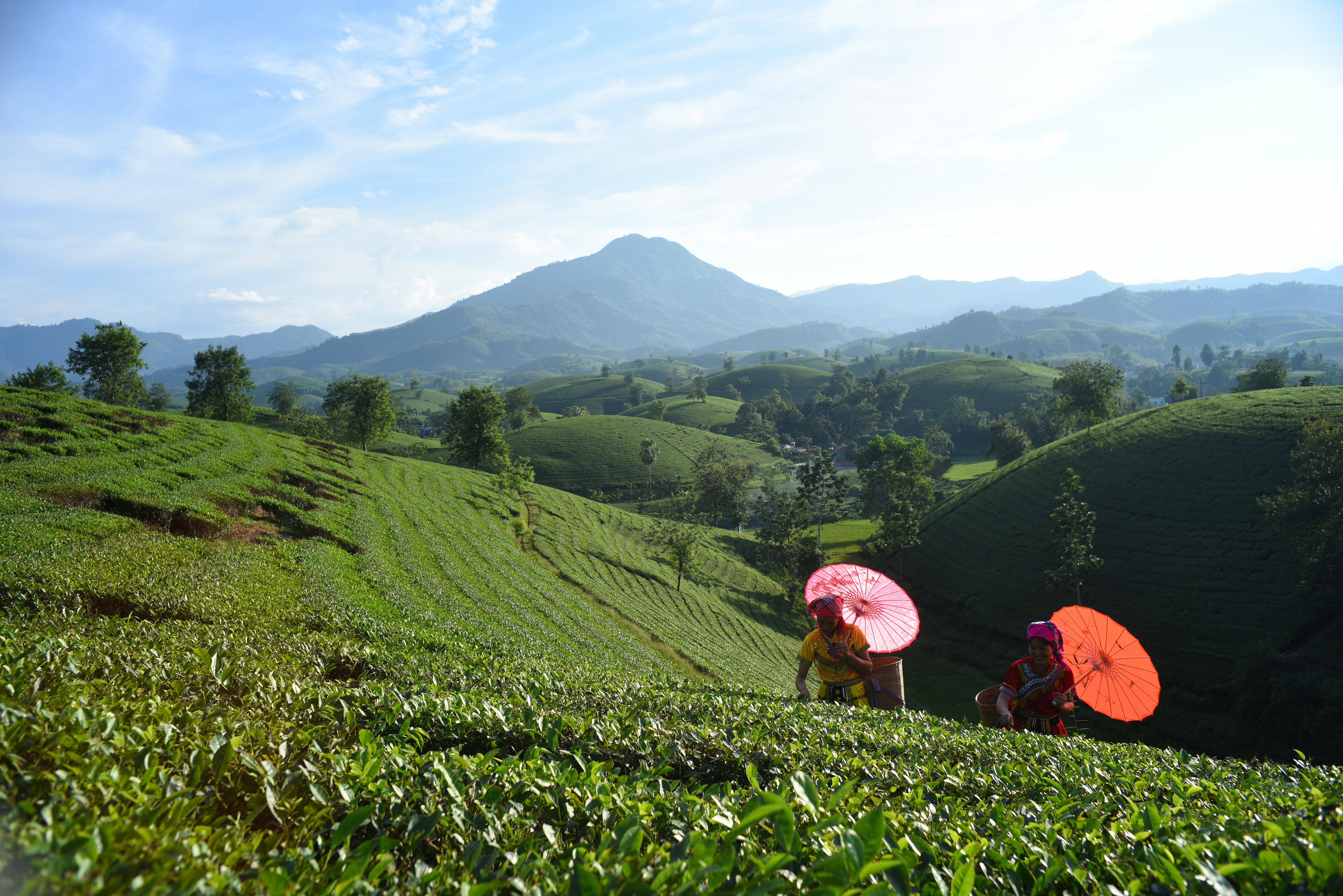Verdant terraces beneath a distant ridge under a bright sky