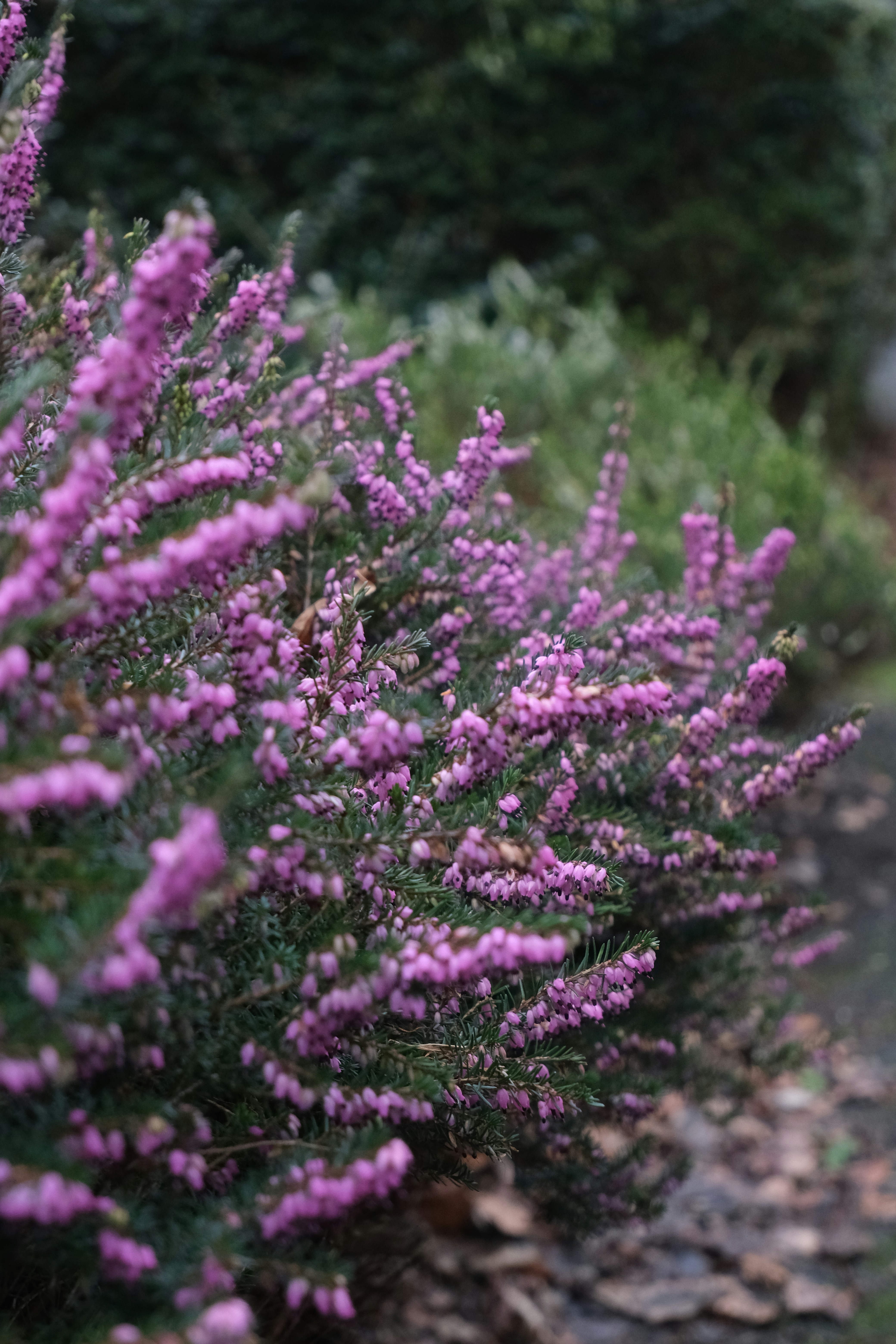 Purple Heather Corridor: A Soft Focus Walk Through Violet Blooms