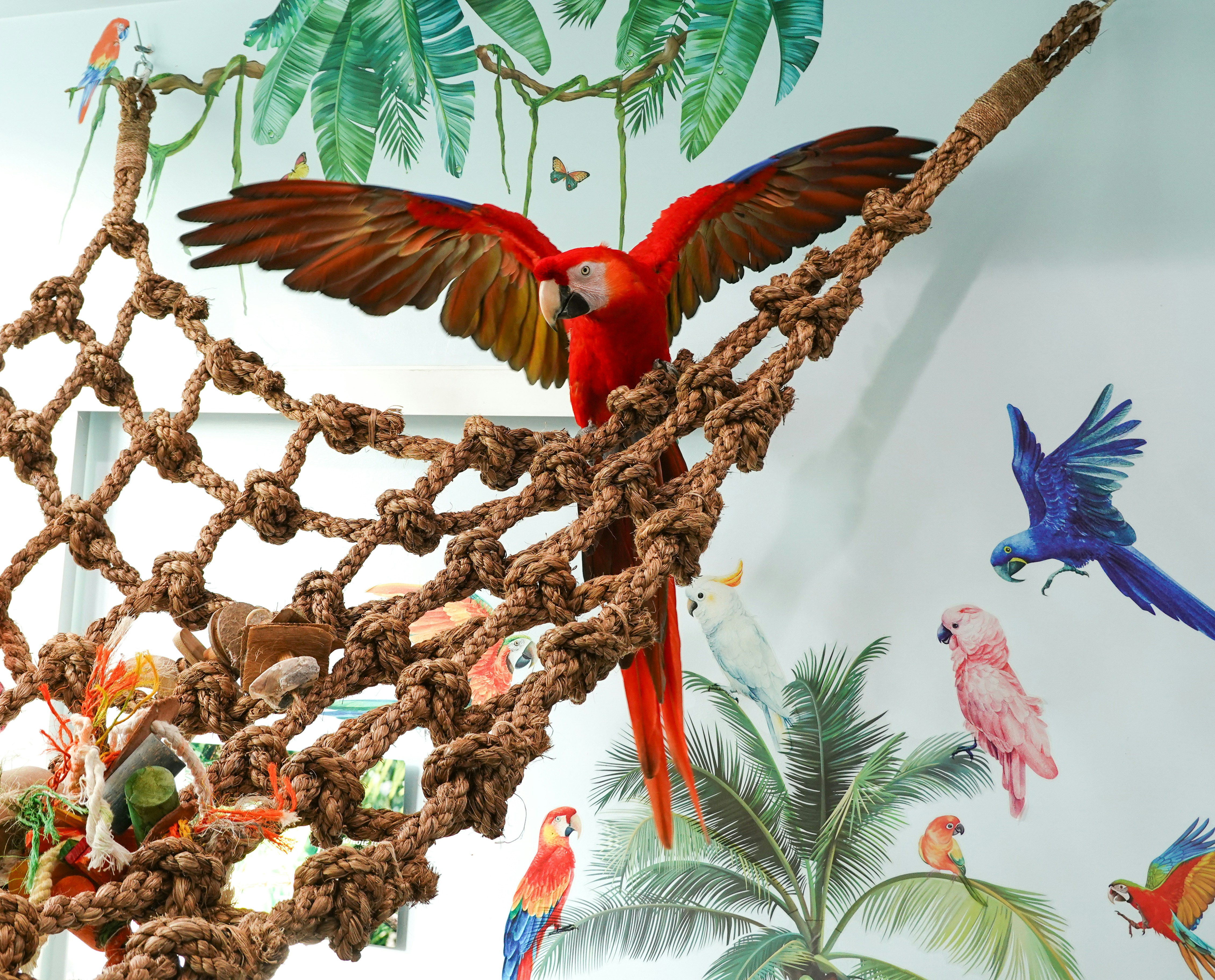 A Scarlet Ambassador Strikes a Winged Pose amid Tropical Ropes