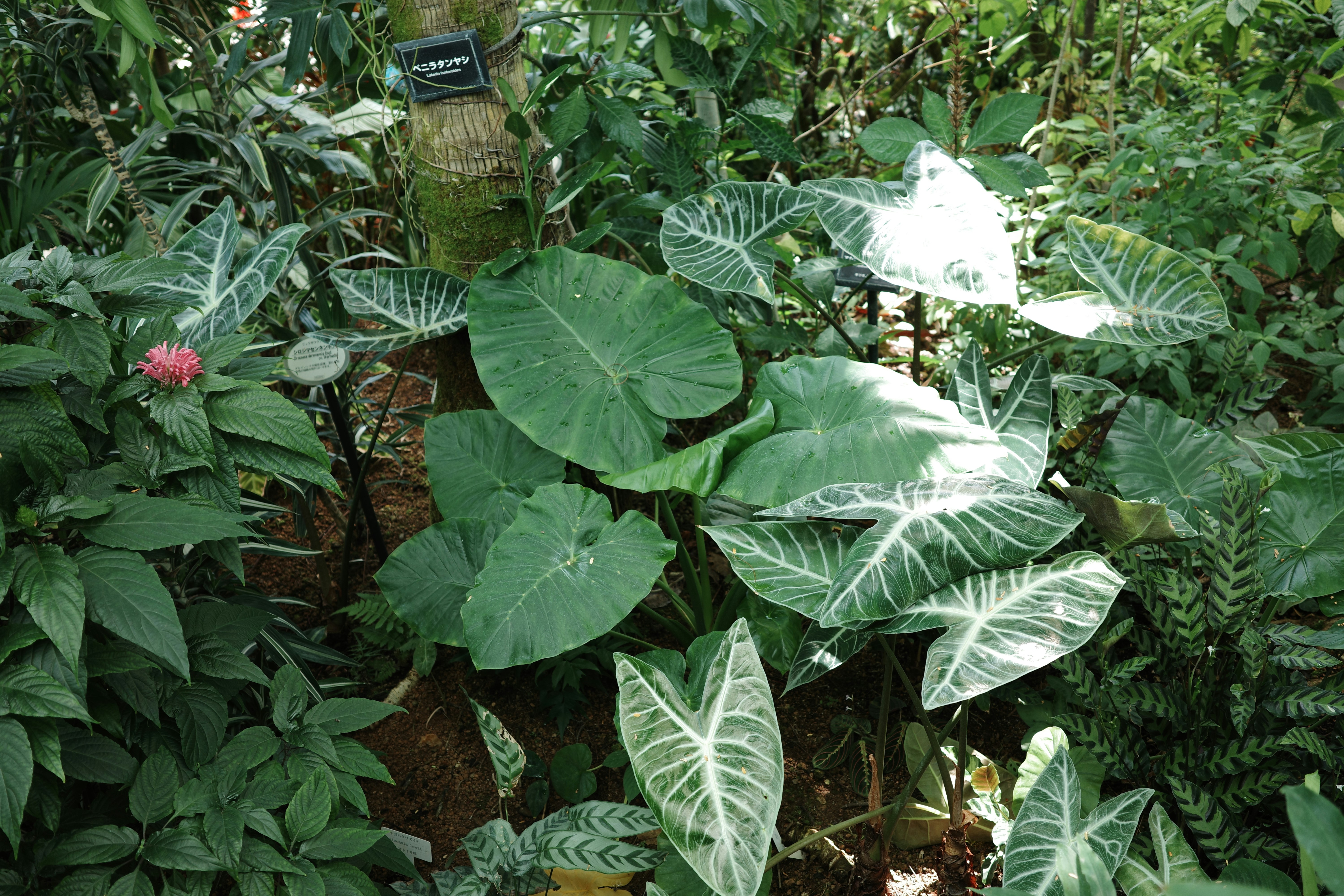 Emerald Labyrinth: Variegated foliage in a sunlit greenhouse