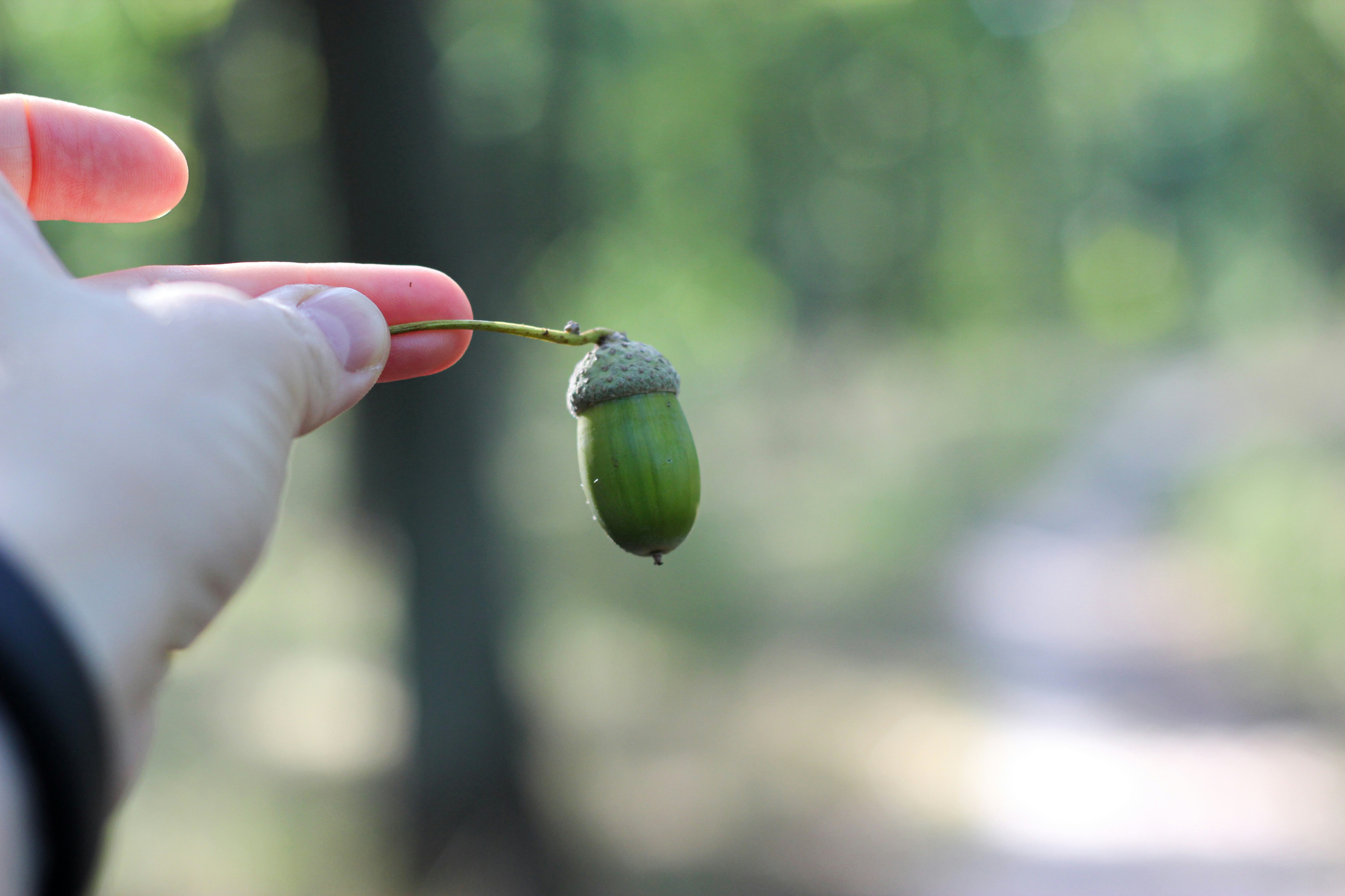 Close-up of a hand pinching a small acorn on a delicate stem, with a blurred natural background. This is a photographic moment focusing on a tiny seed with soft bokeh.
