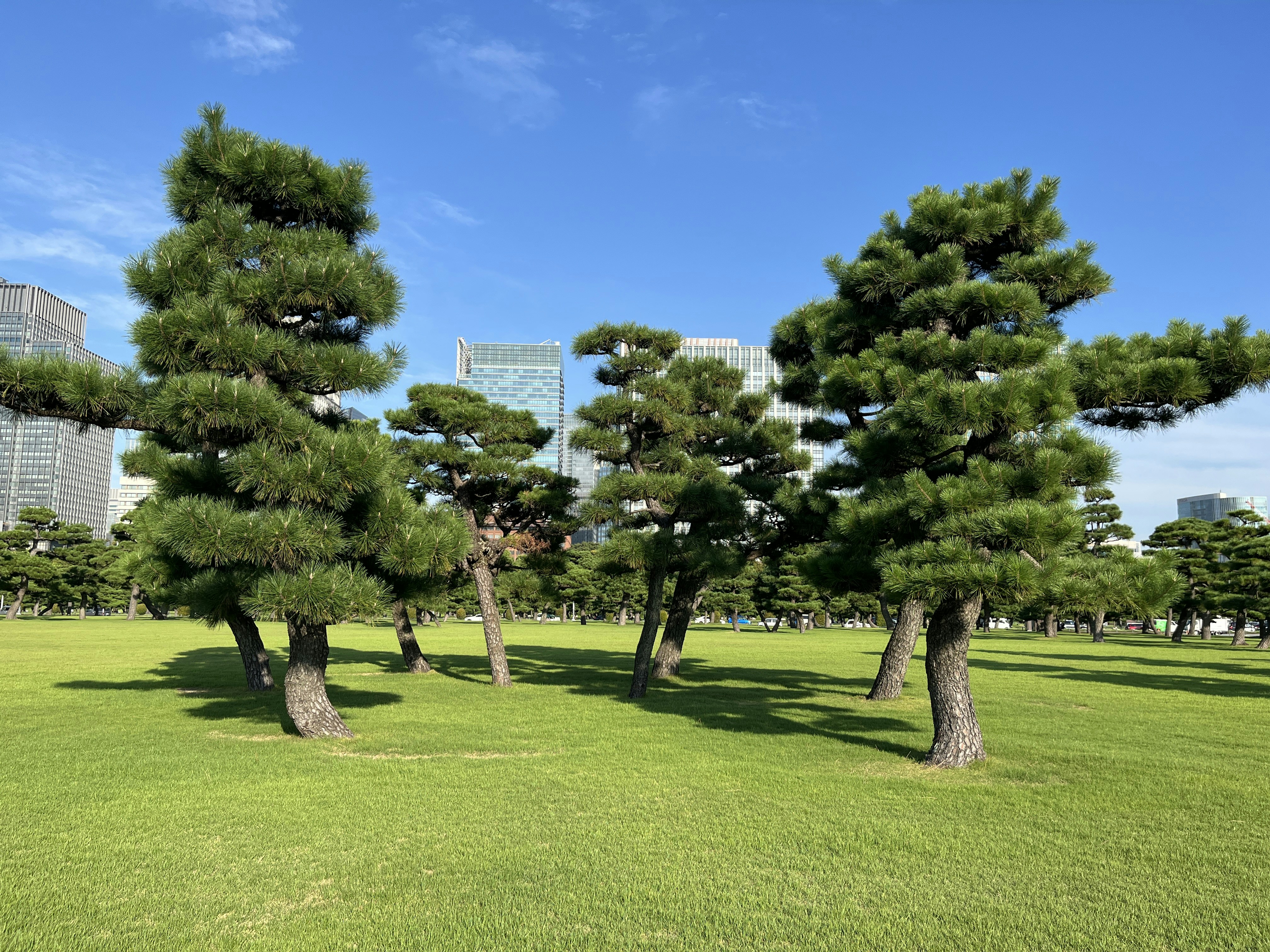 Bright park with sculpted pine trees and a green lawn, backdrop of modern buildings.