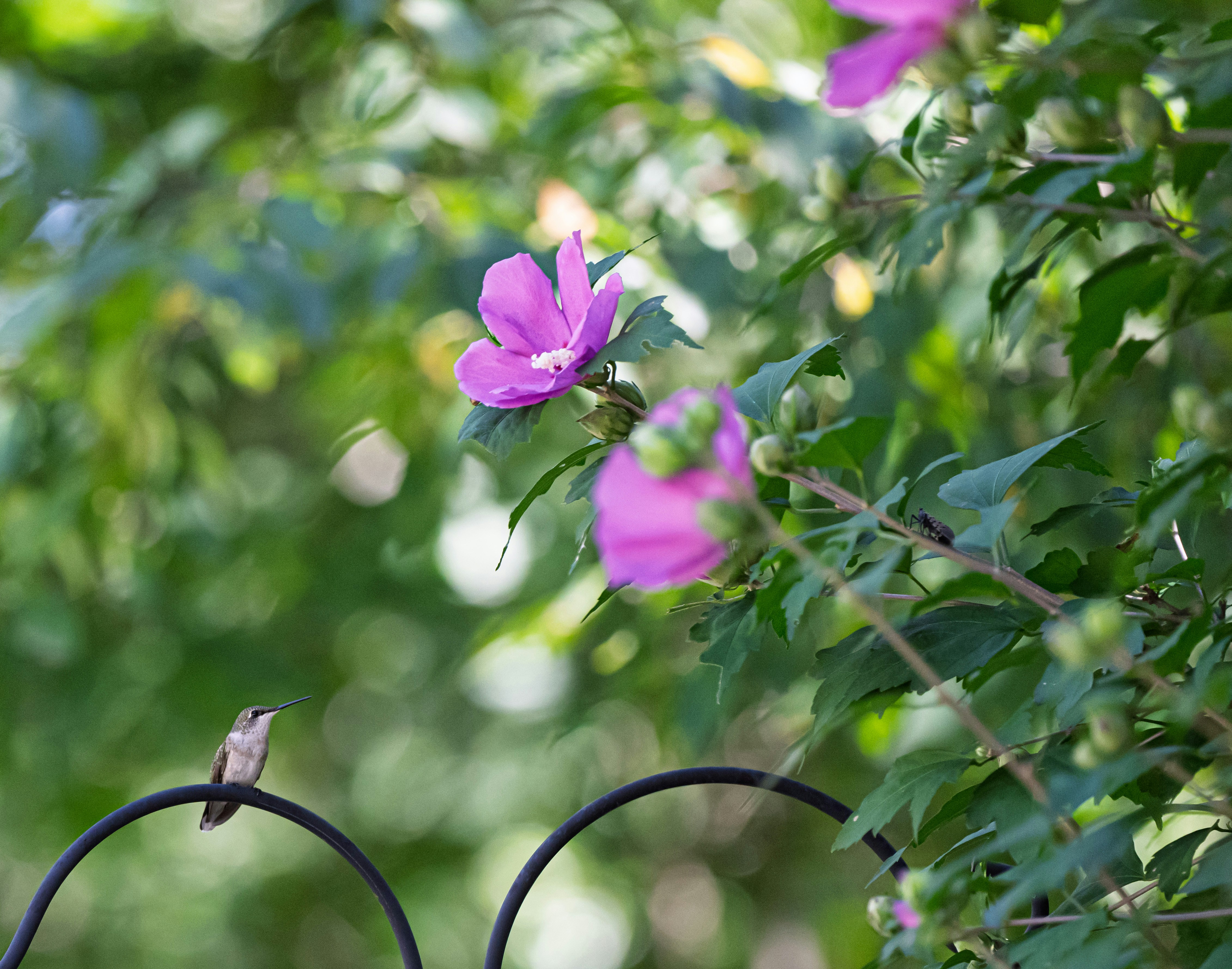Pink Hibiscus on a Green Stage