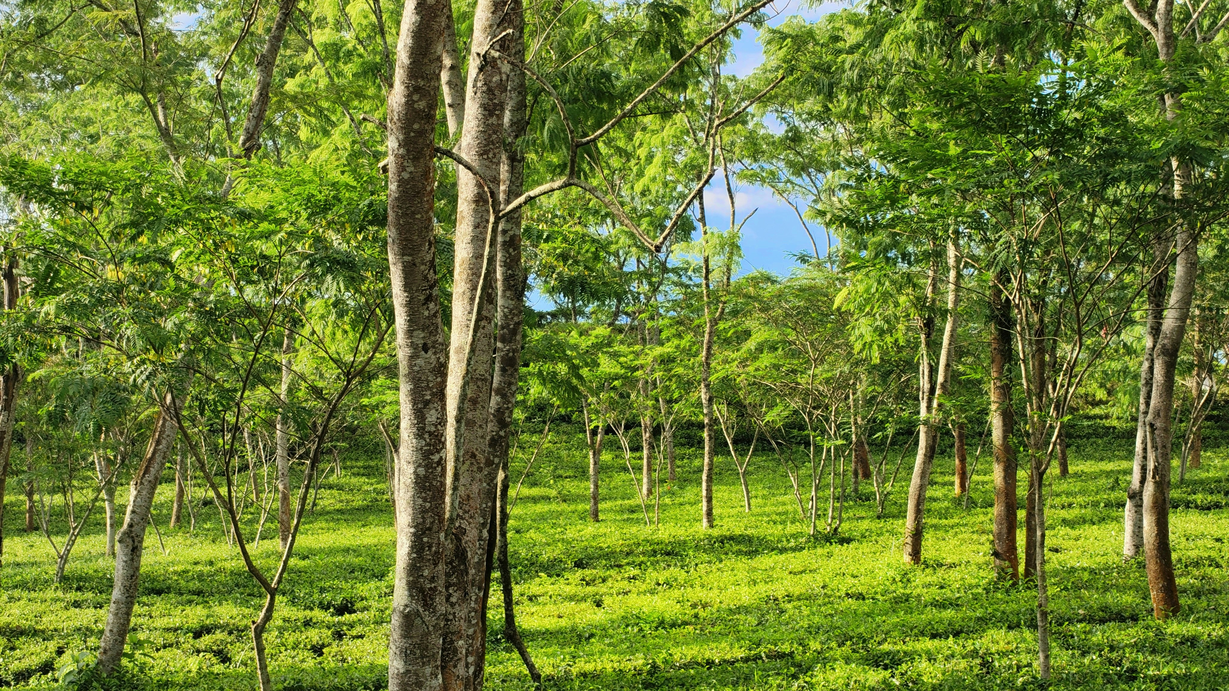 Sunlit Orchard of Vertical Trunks