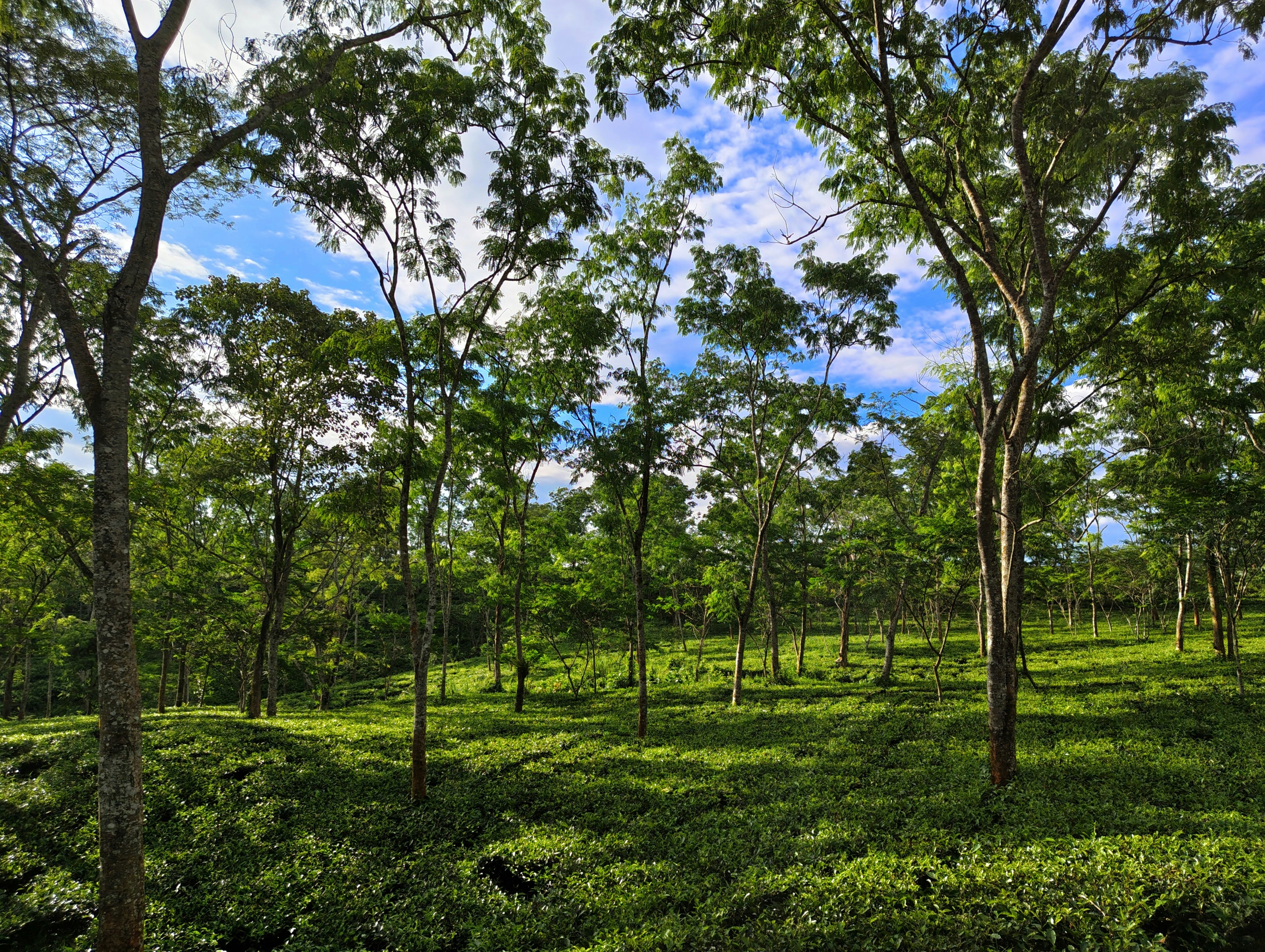 Tea plantation rows stretch into the distance under a blue sky teeming with clouds, with dappled sunlight lighting the green foliage; a tranquil, natural scene without people. This is a lush landscape photograph.