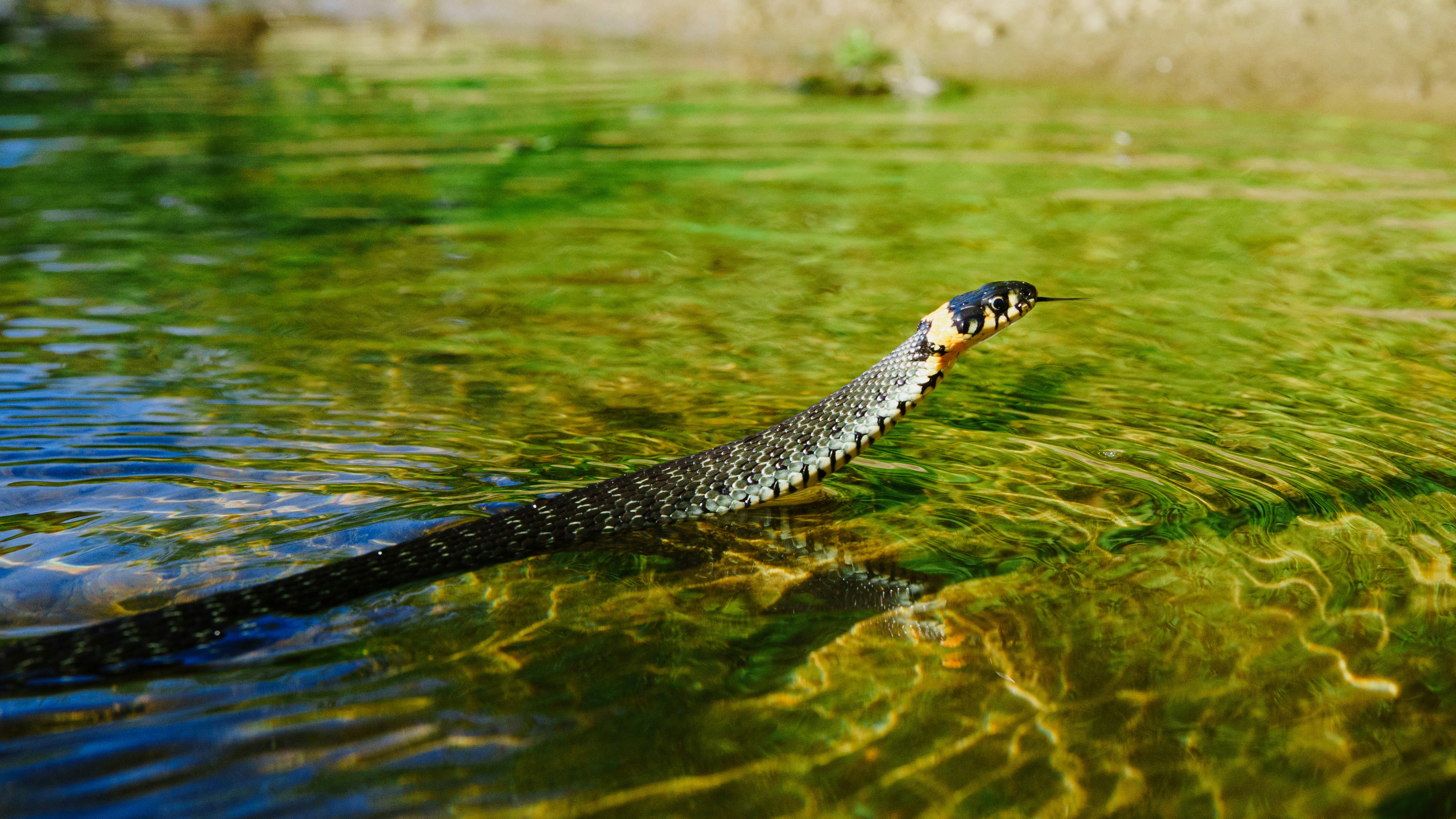 Stalking in the shallow: a garter-snake glide through sunlit emerald water
