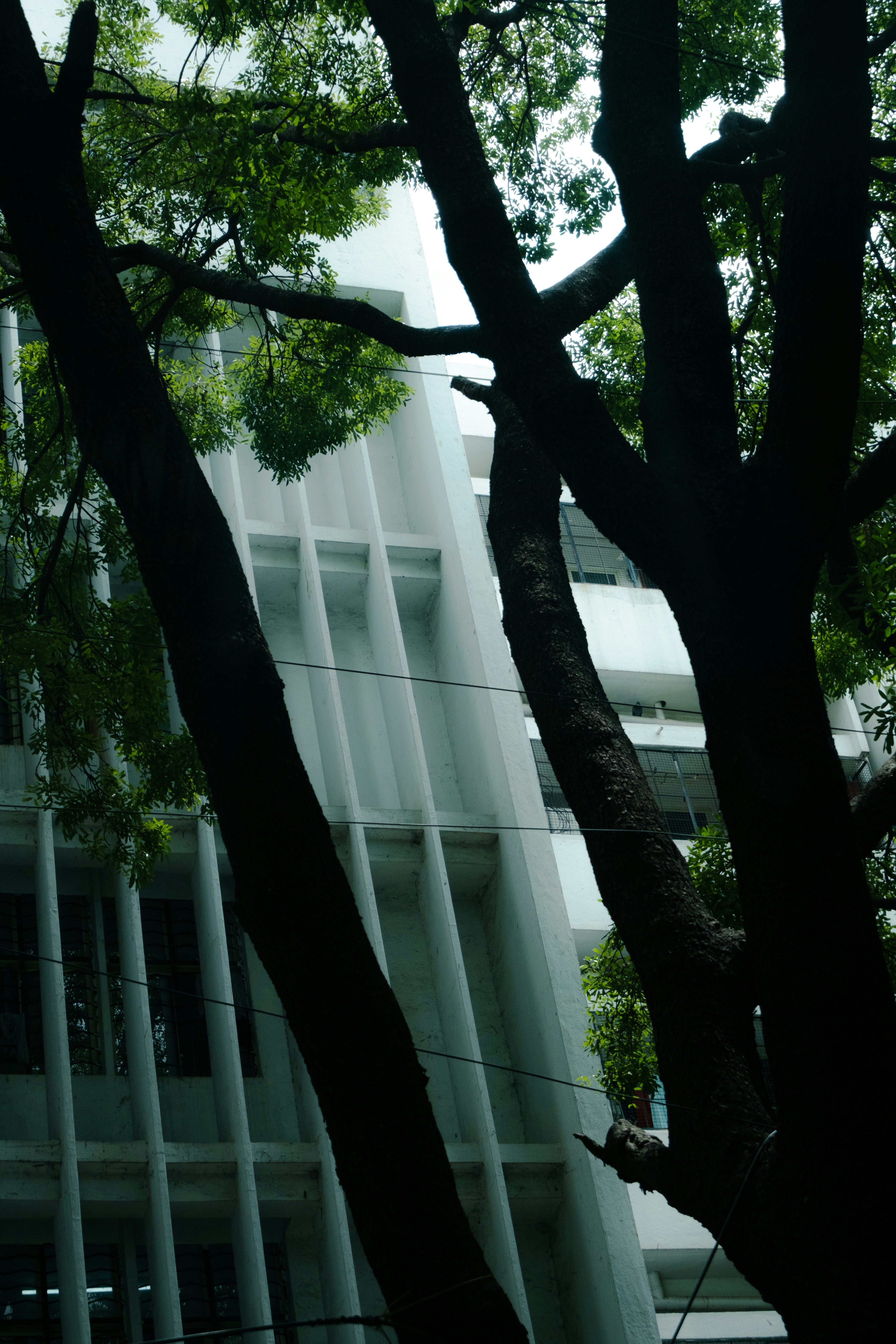 Urban Canopy: Sunlit Fractures Through a Concrete Spine