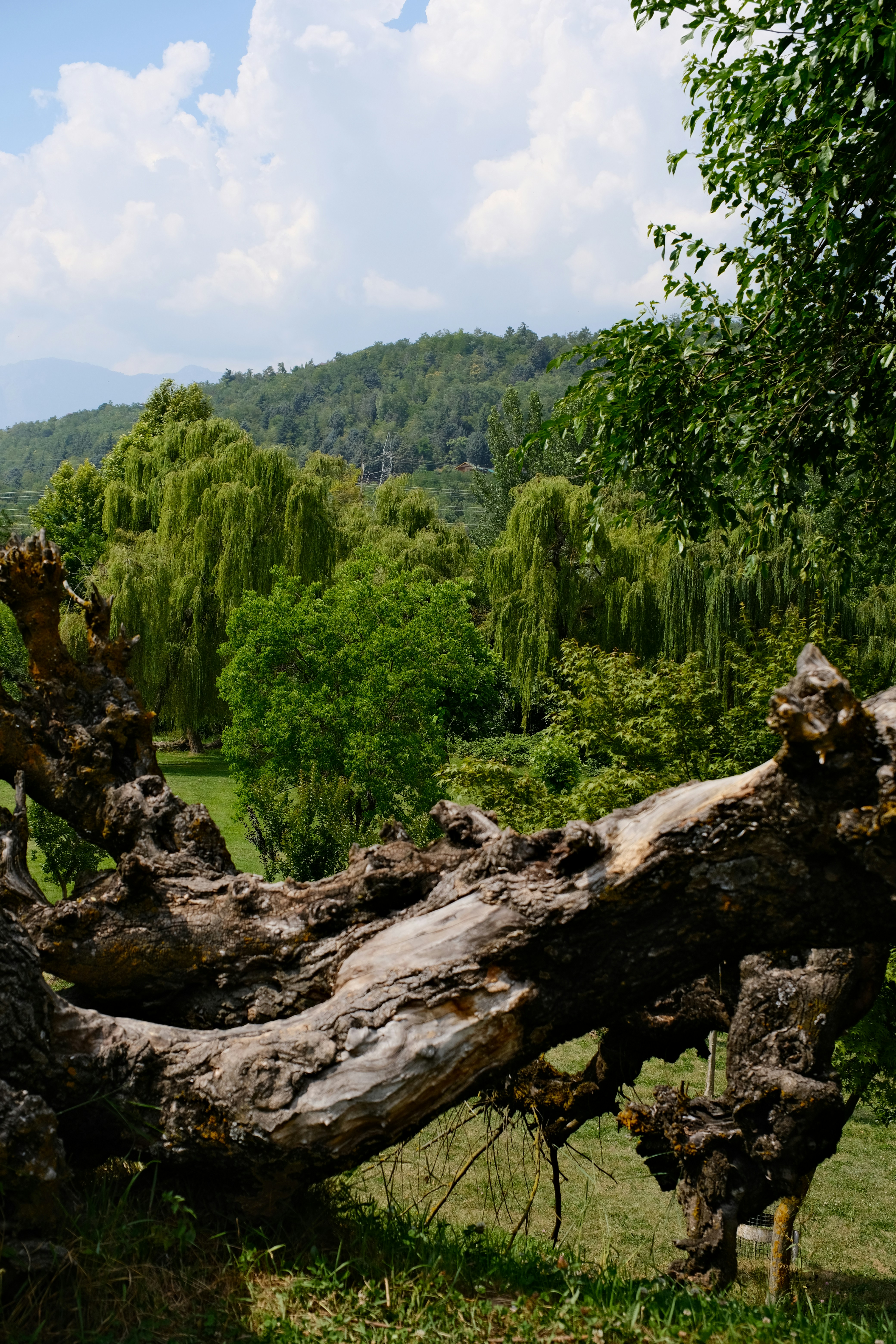 Gnarled Branch Across a Lush Landscape