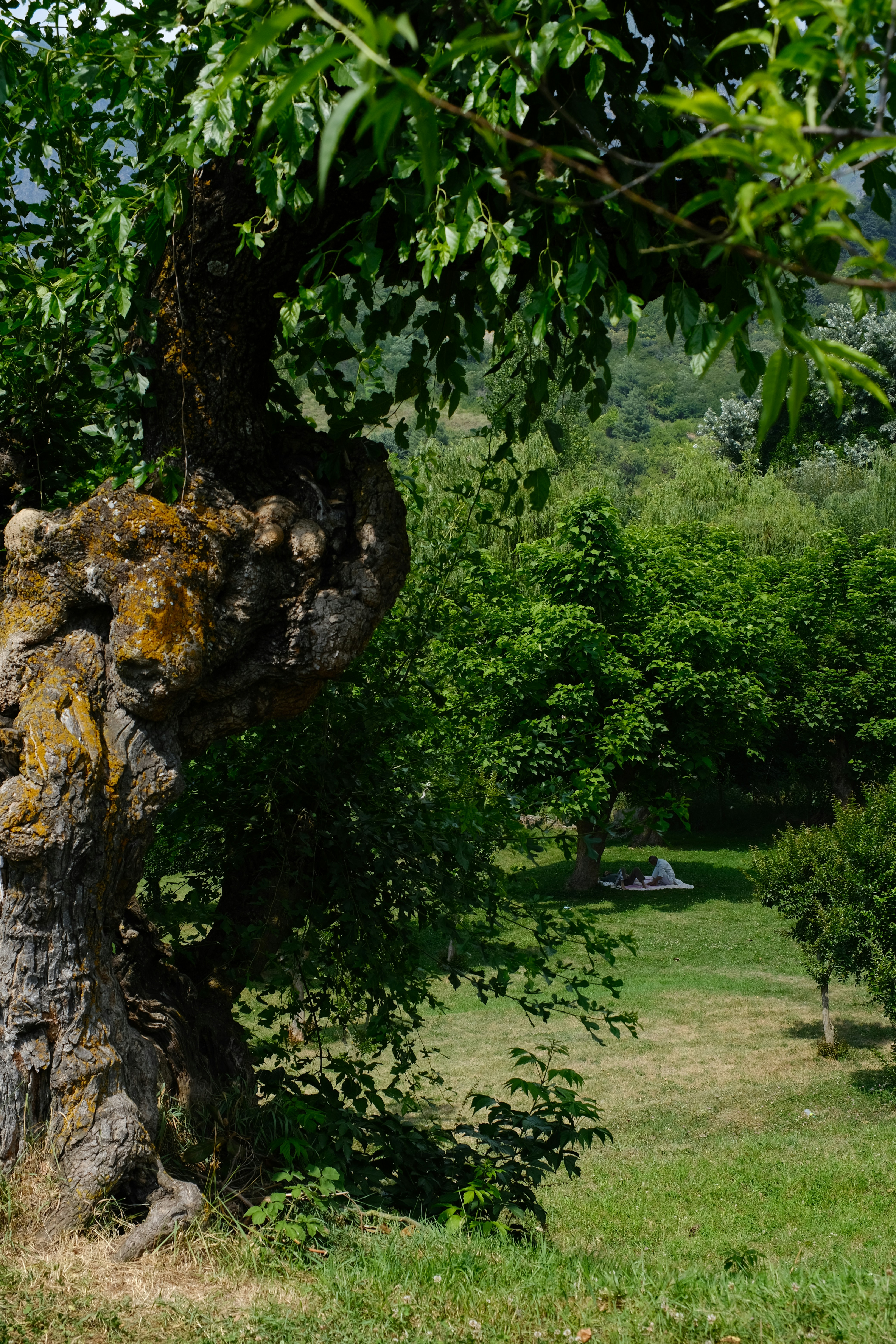 Ancient Olive Tree Overlooking a Quiet Meadow