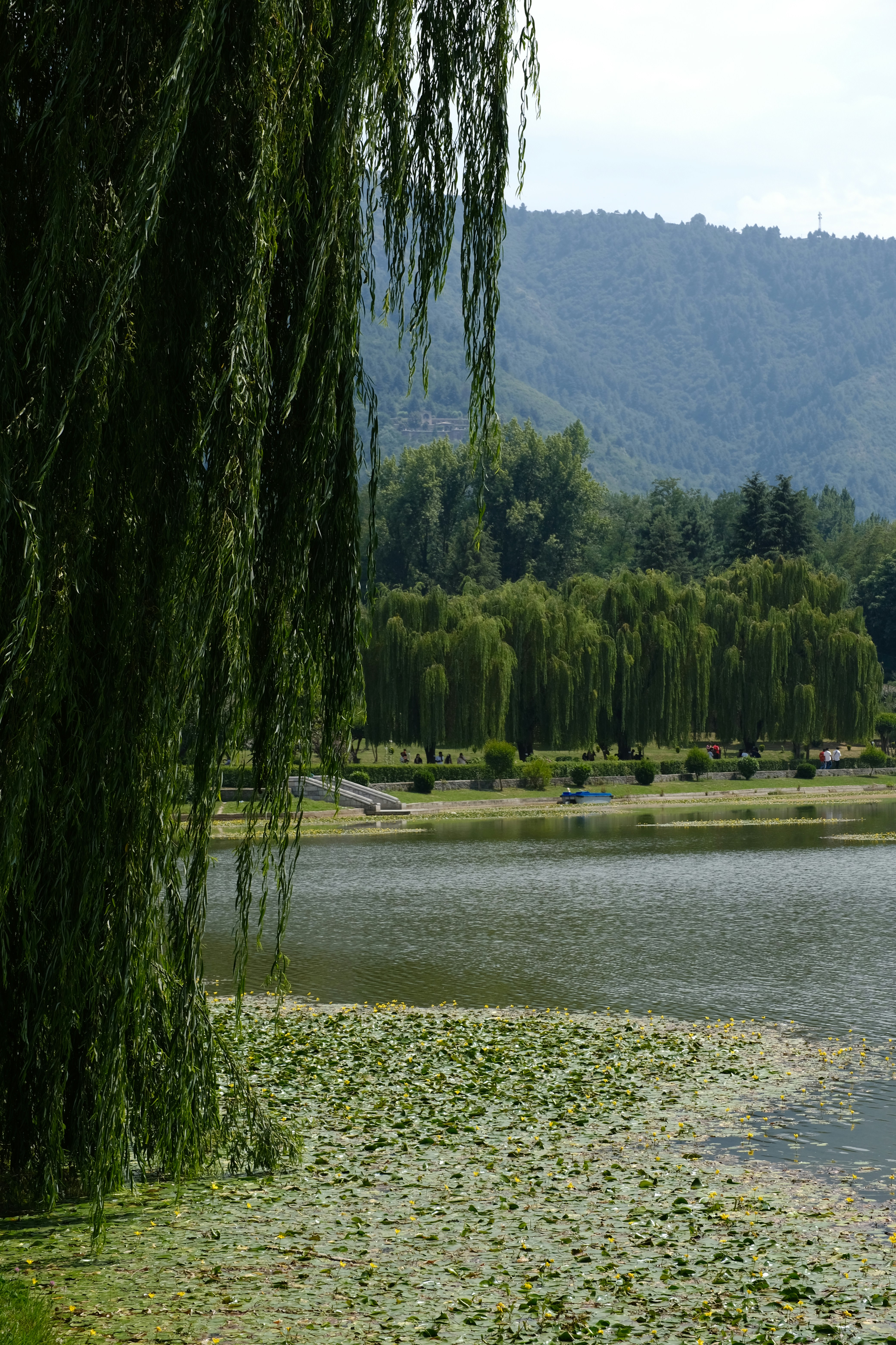Willow Veil Over the Calm Lake