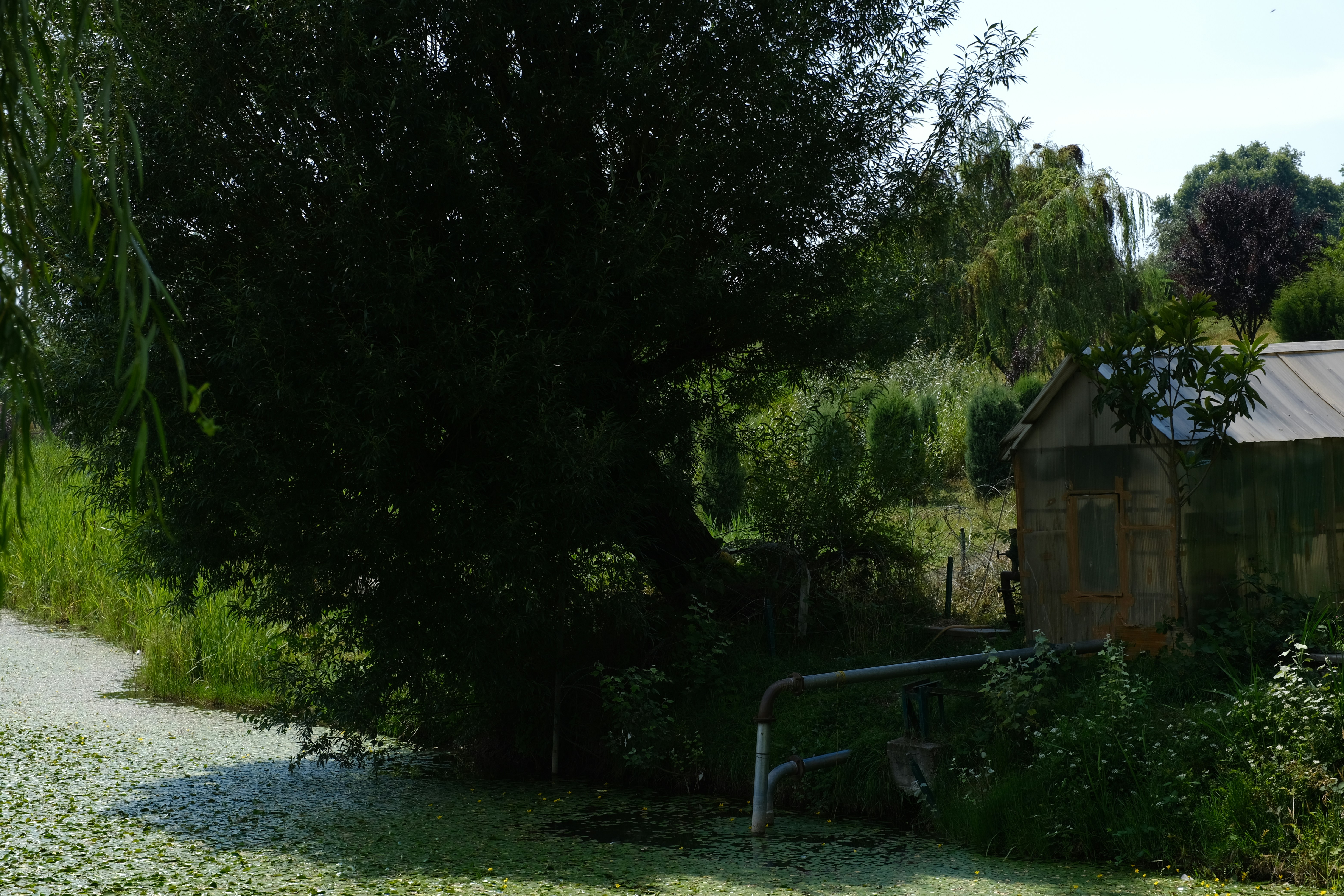 Sunlit Garden Shack Hidden by a Veil of Foliage