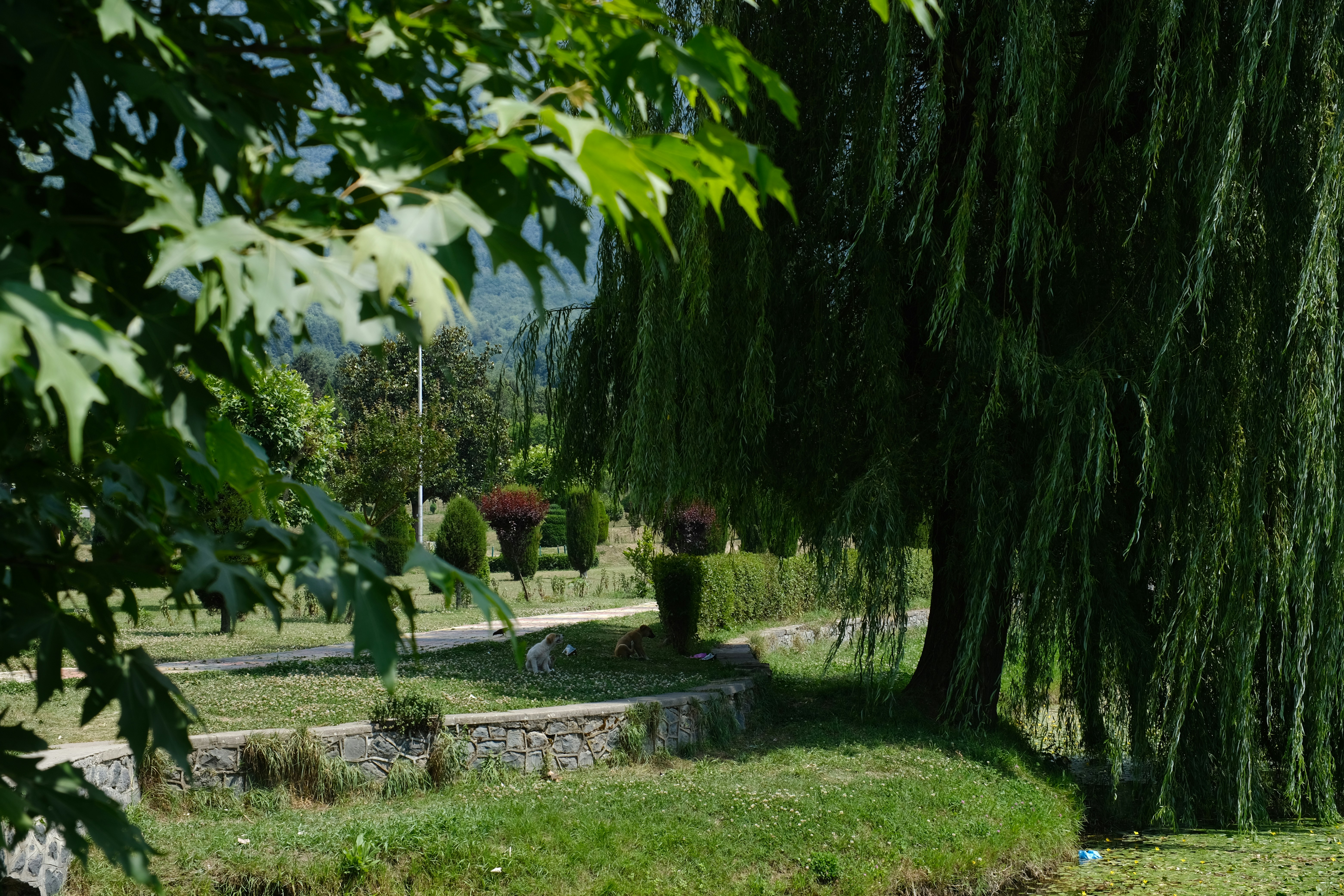 Shaded Weeping Willows Overlooking a Tranquil Garden