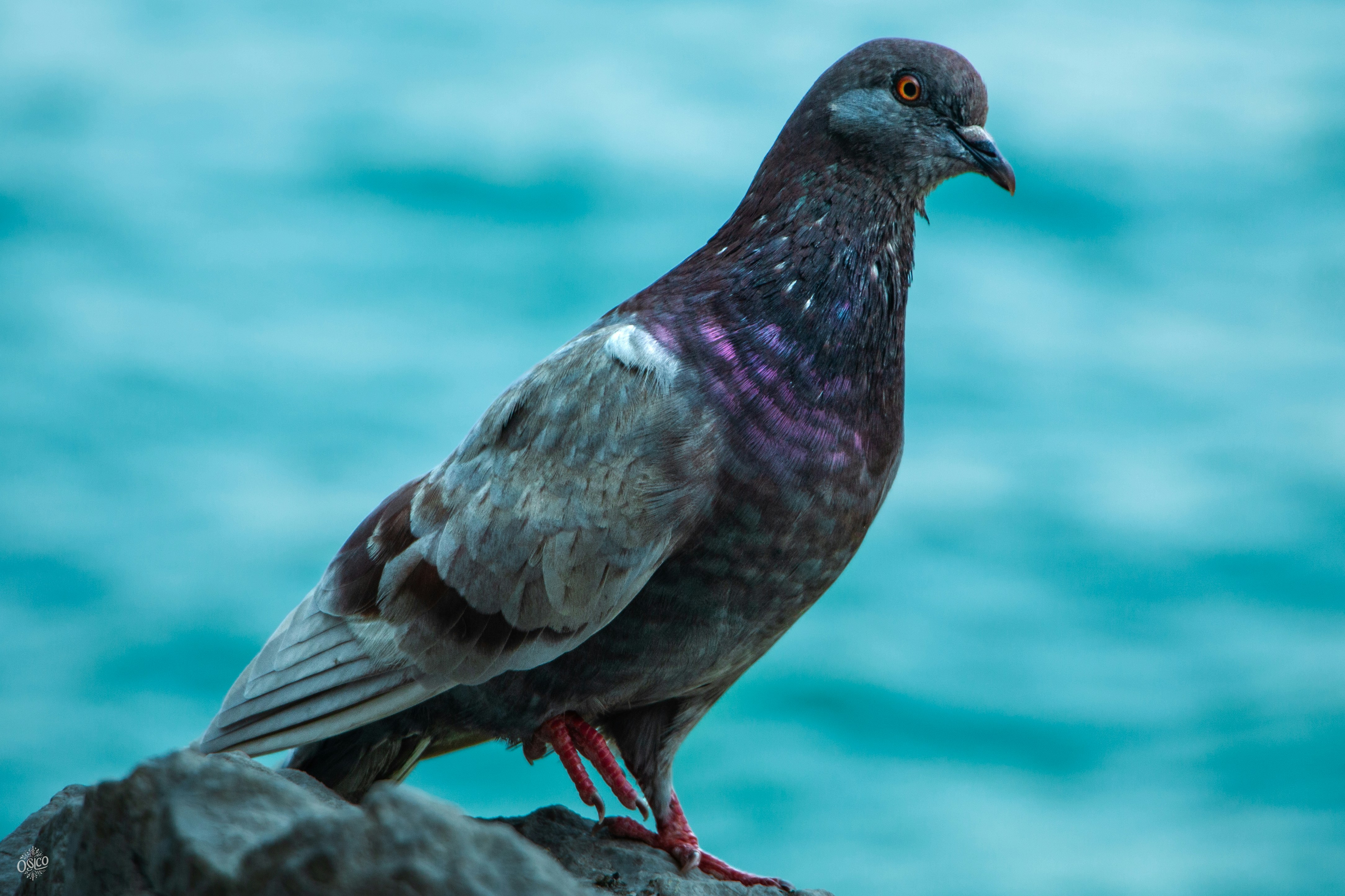 Pigeon on a Coastal Rock: Quiet Focus Amid Turquoise Wake