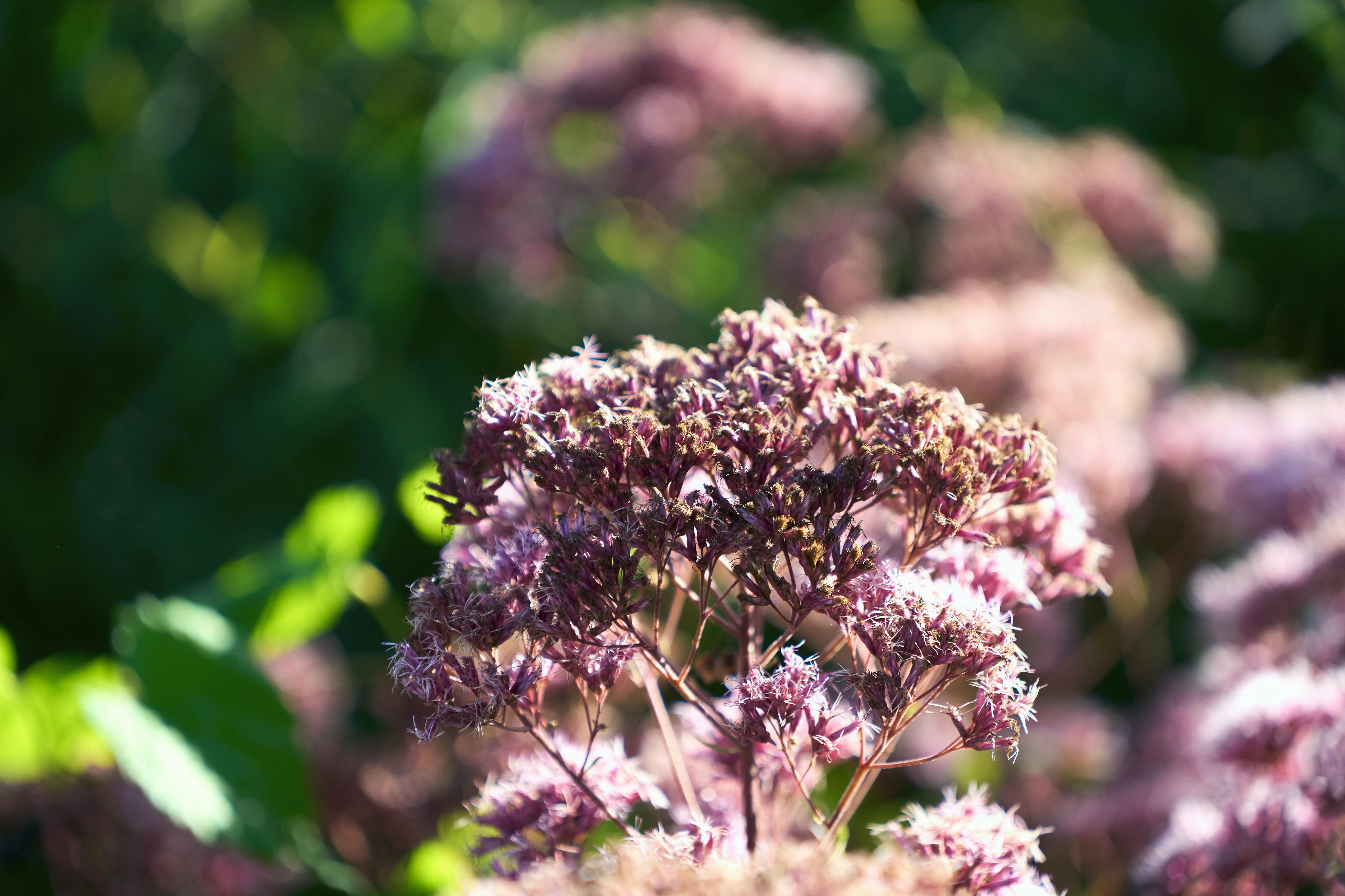 Crimson Crown: A Closer Look at Blooms in Soft Summer Light