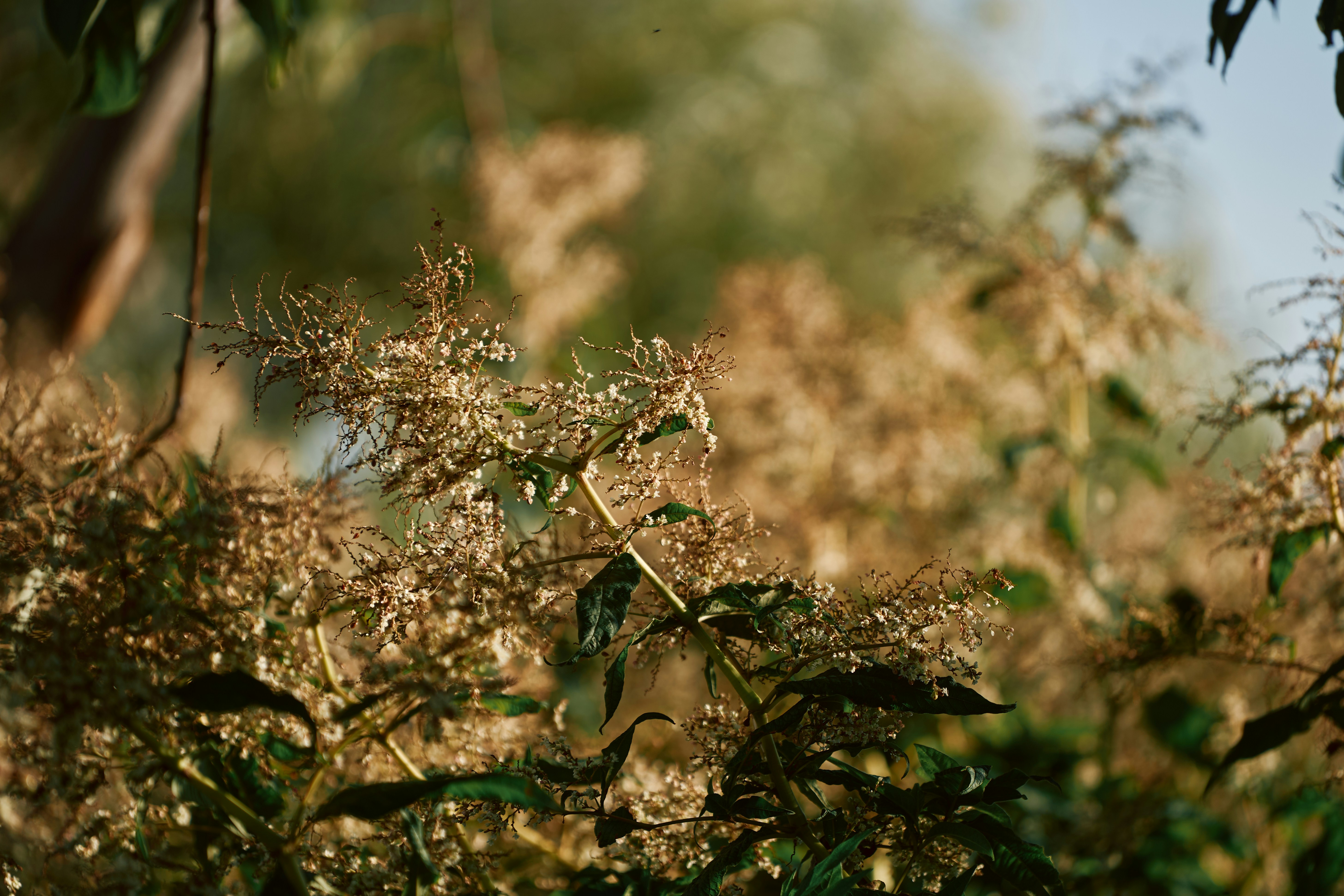 Golden-Backlit Wildflowers in a Sunlit Veranda of Foliage