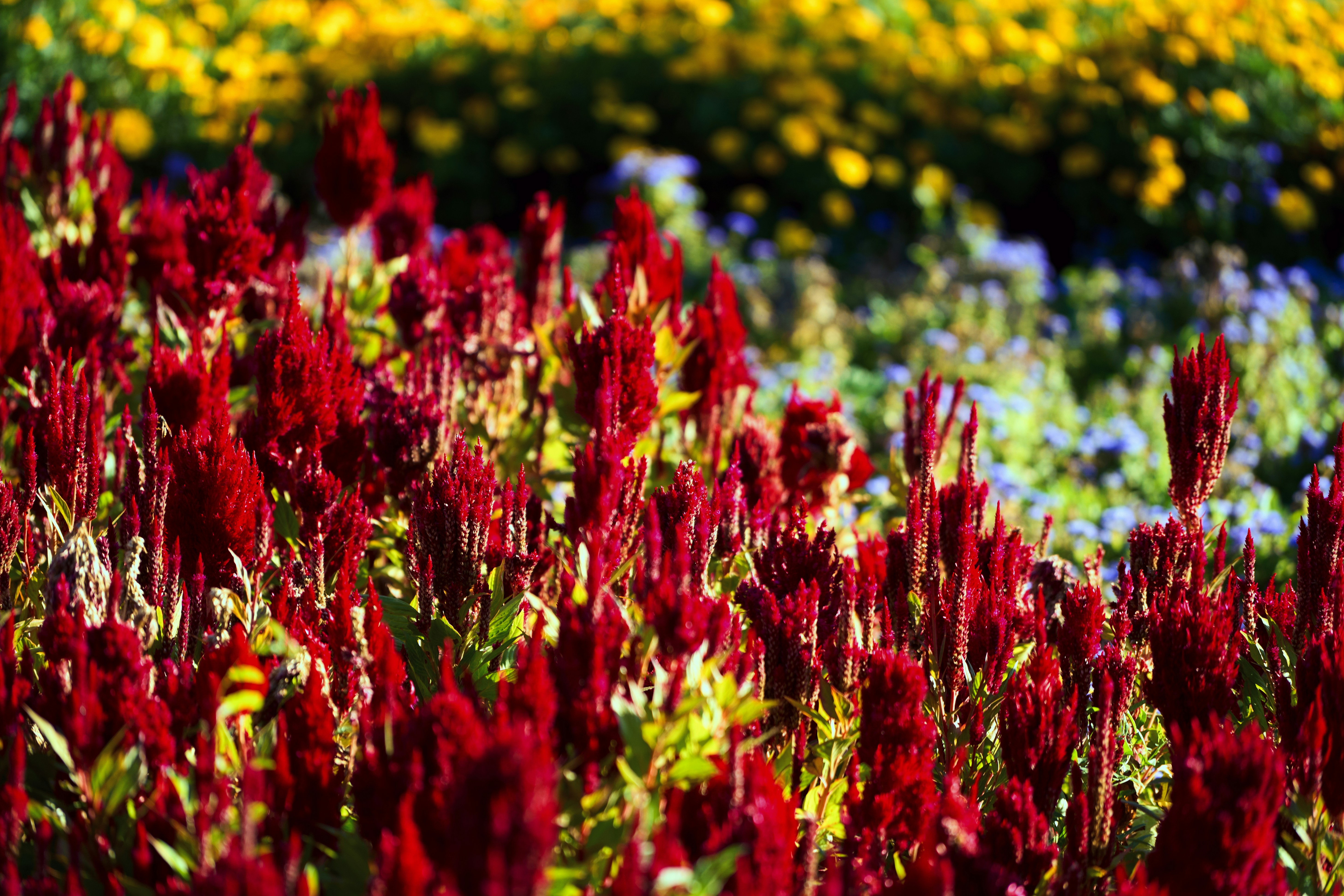 Crimson Celosia in a Sunlit Flower Field