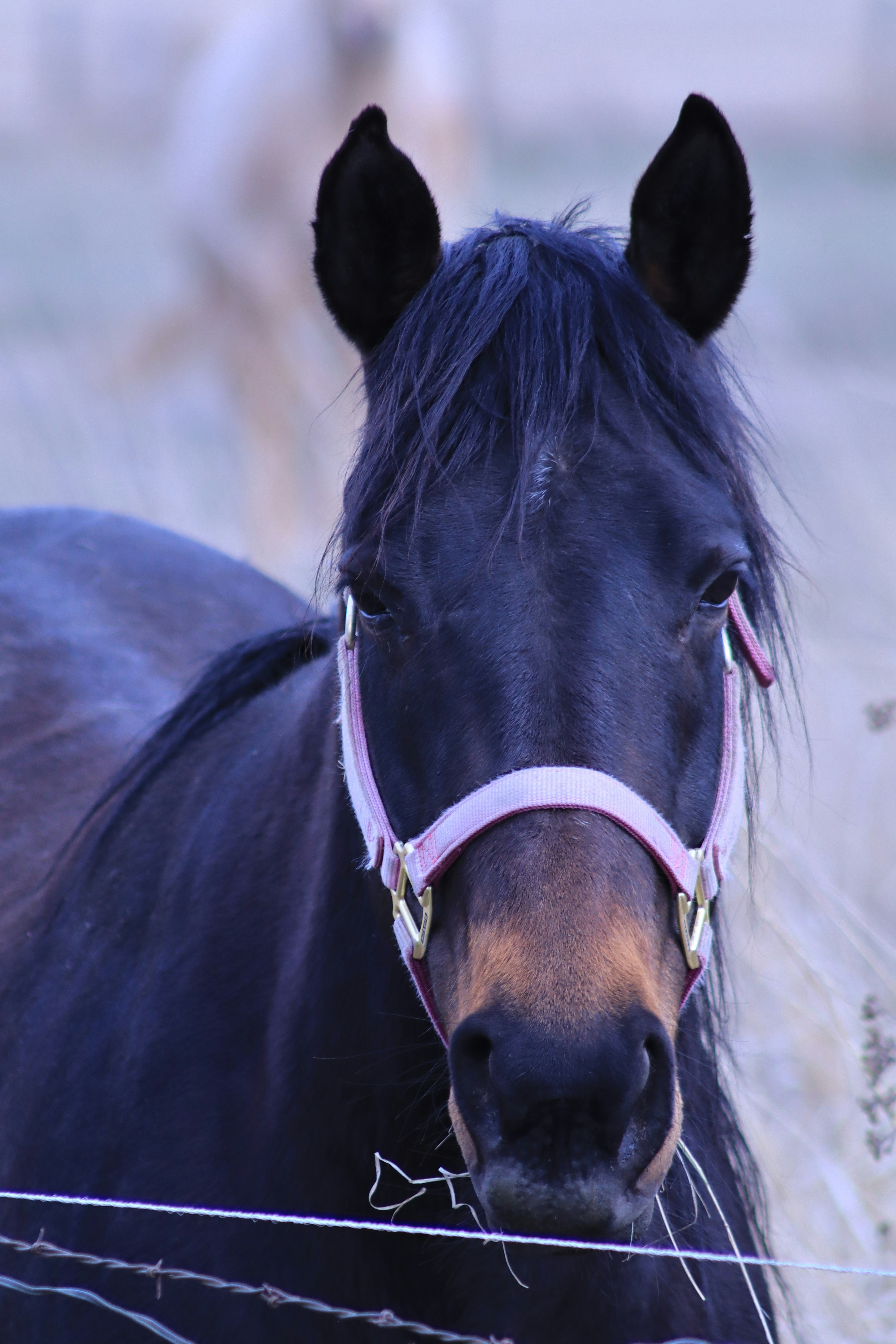 Black Stallion in Pastel Light with Pink Bridle