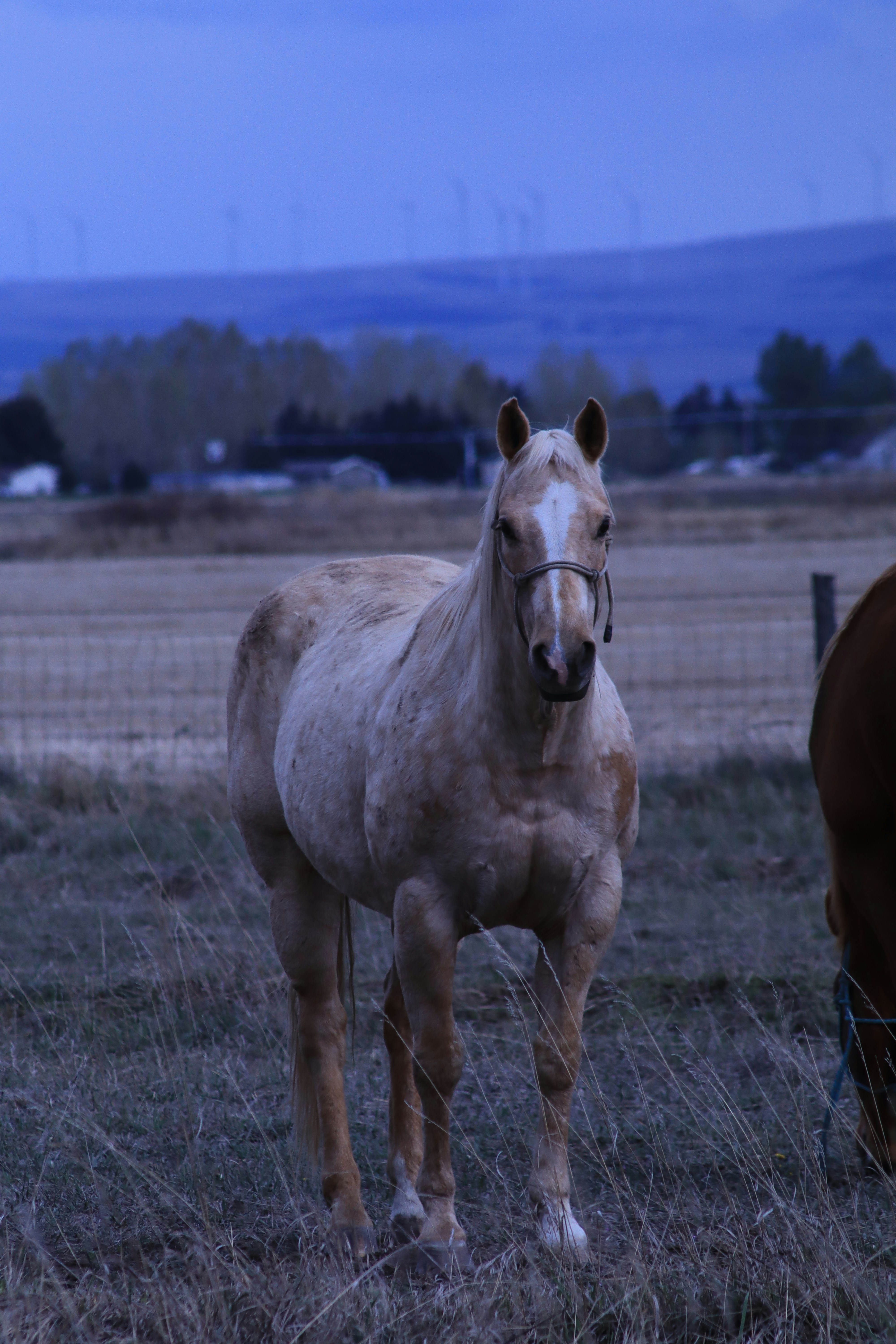 Quiet Center: A Palomino Pioneer in a Rural Field