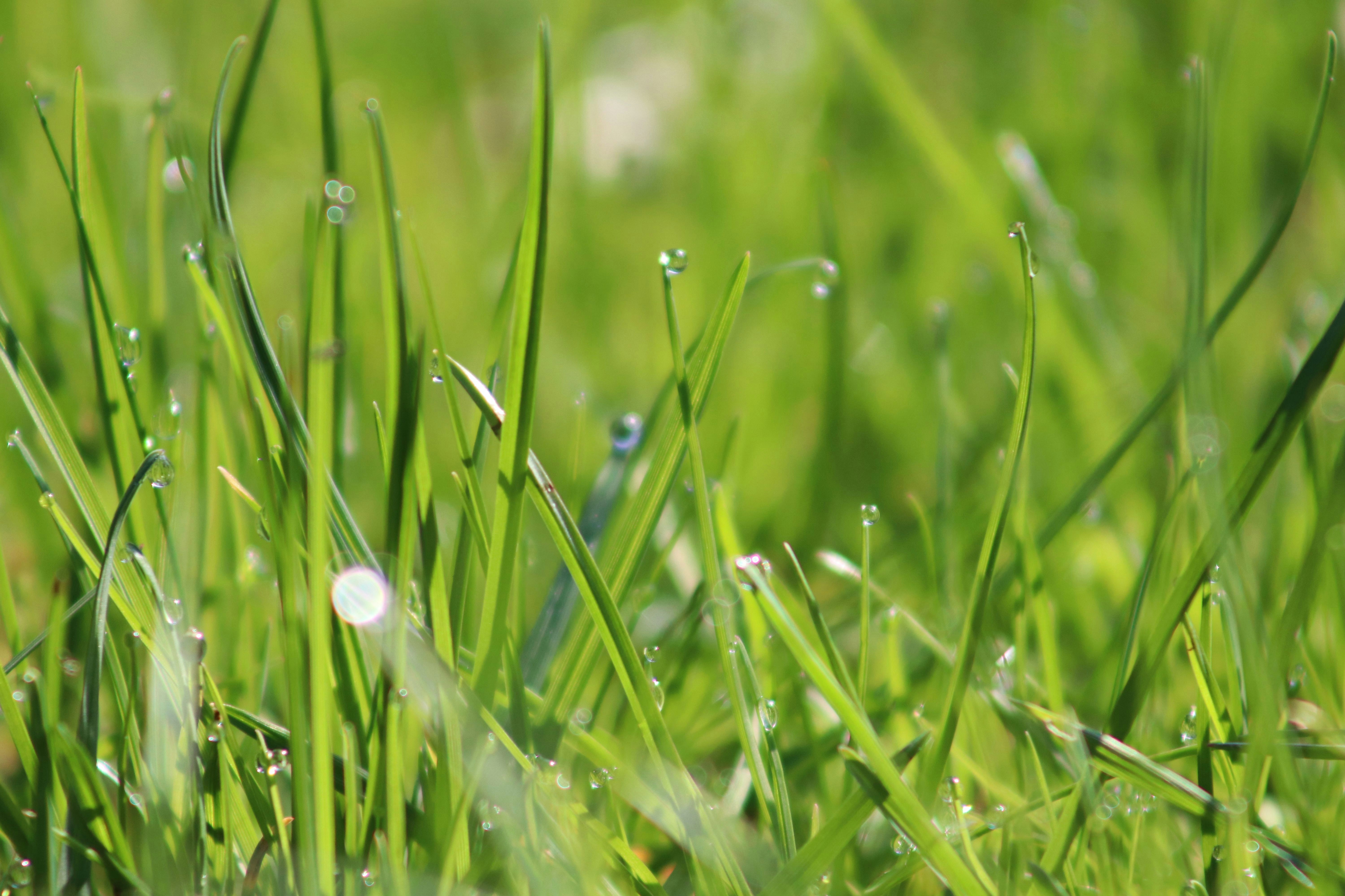 Close-up of dew-kissed grass blades catching soft morning light, highlighting fresh greenery and bokeh background with a natural, outdoor setting.