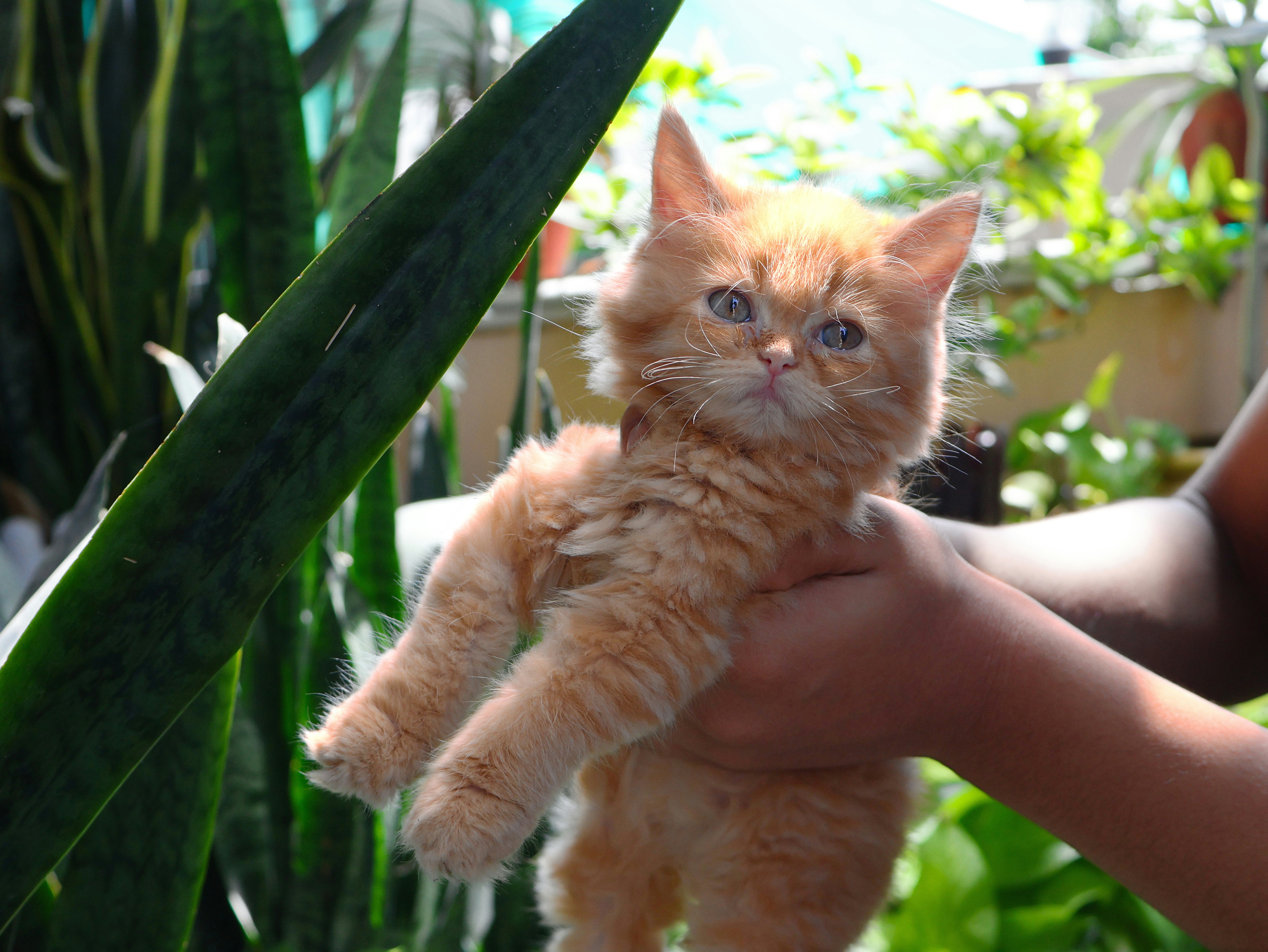 Tiny Flame: A Ginger Kitten Grasped by Gentle Hands