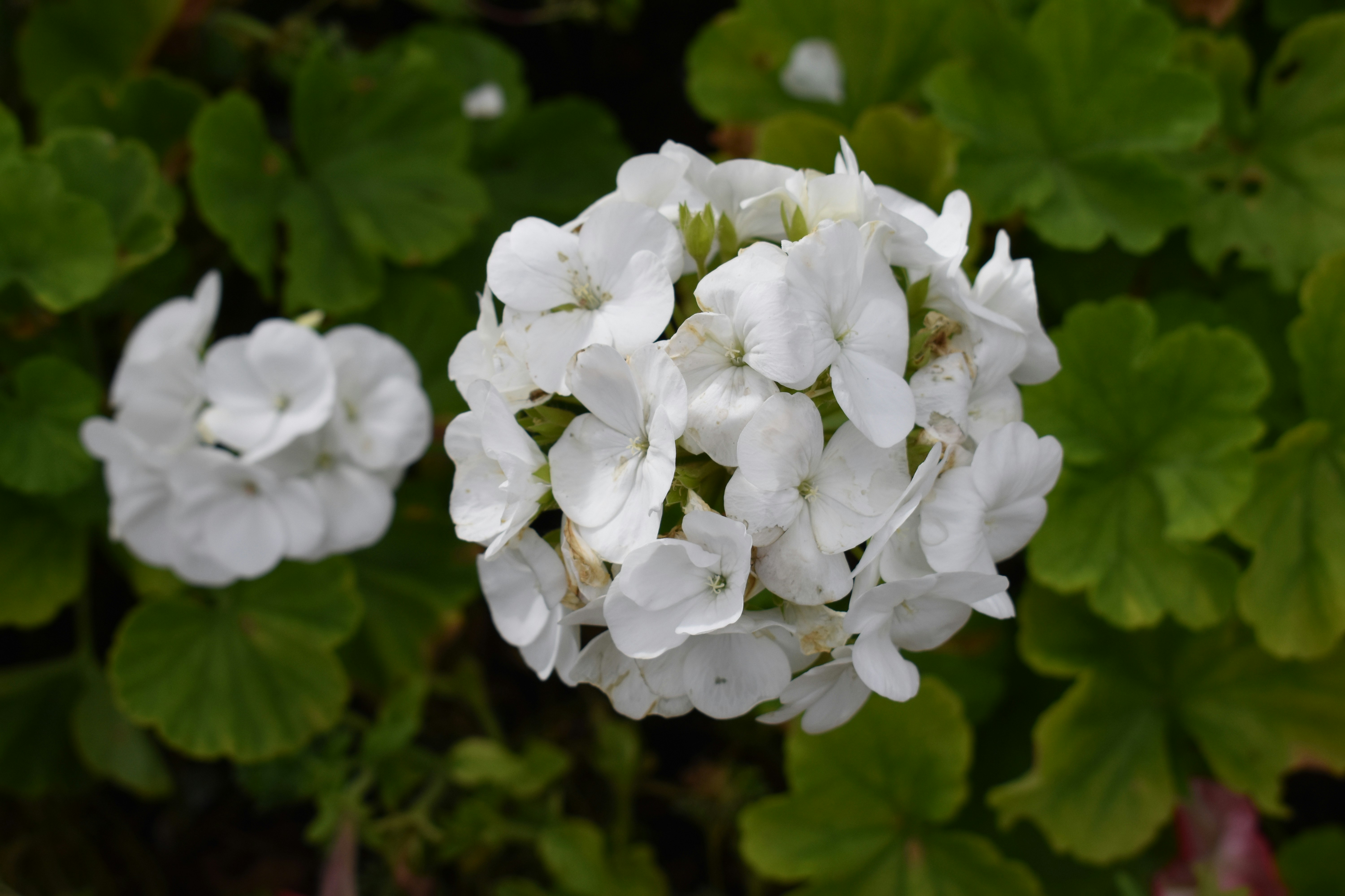 Cluster of white blossoms amid green leaves with soft natural light, highlighting delicate petals and subtle shadows.