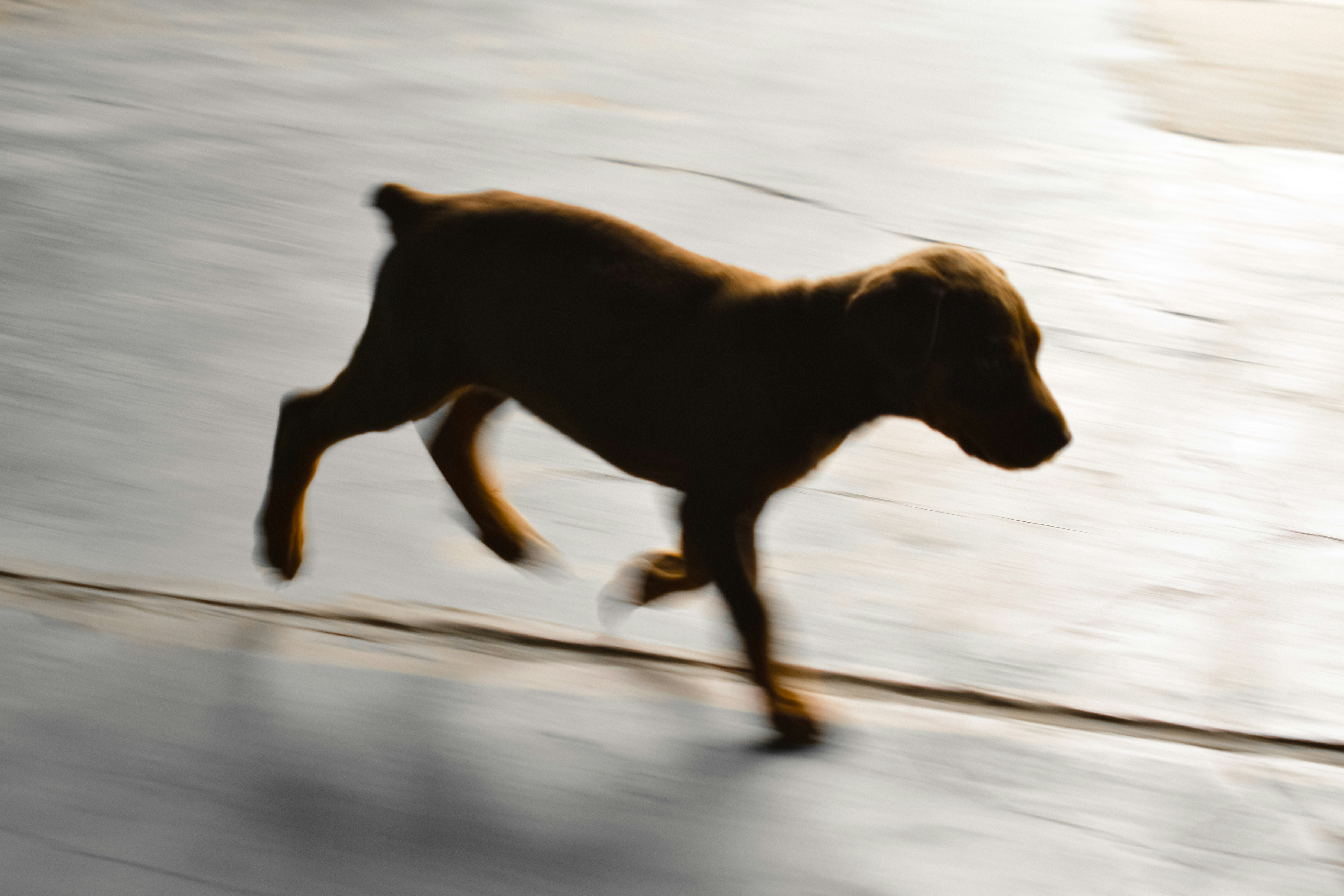 Laconic Sprint: A Pup Dash Across a Sunlit Floor