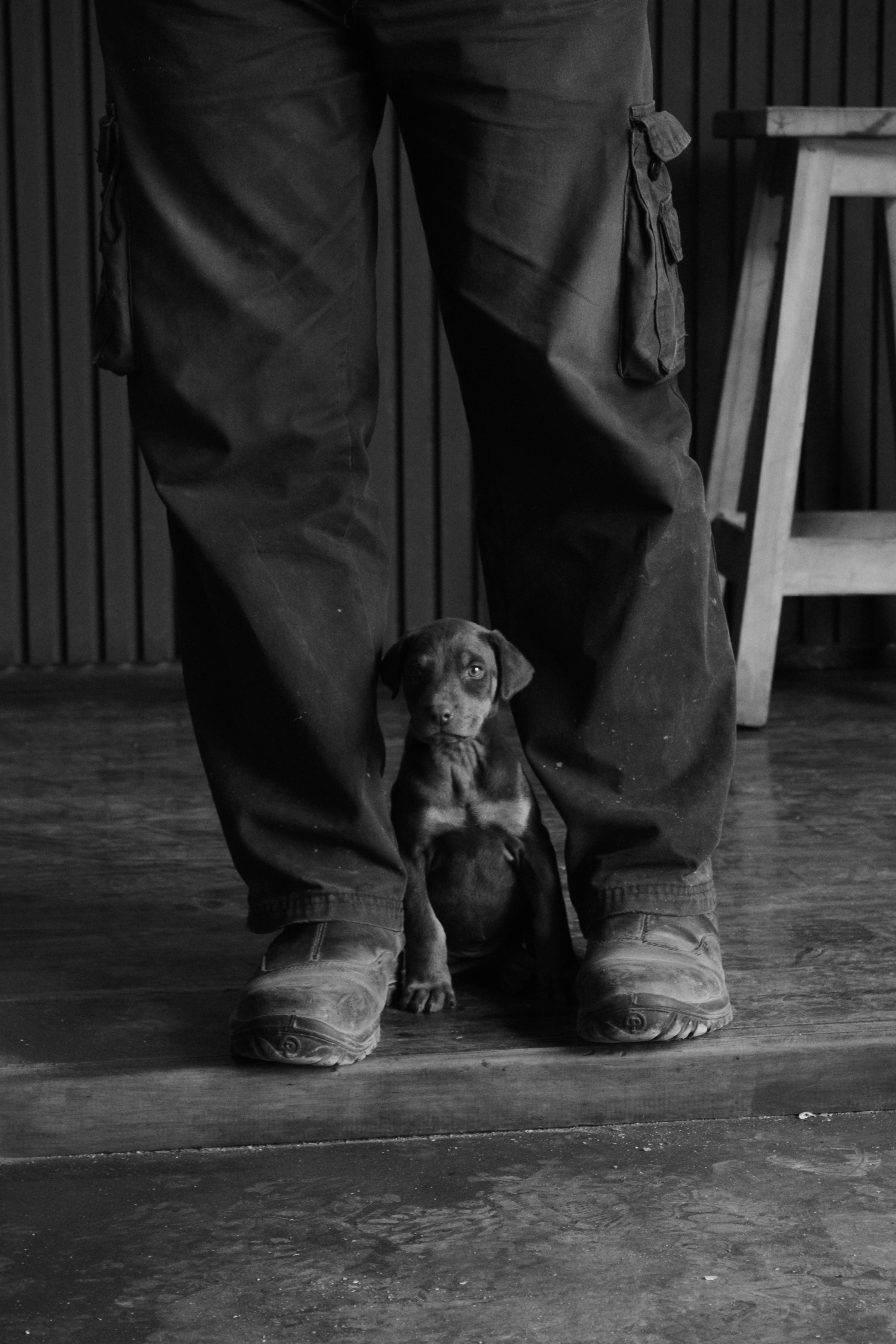 Tiny Pup Between Giant Boots: A Quiet Moment in the Workshop